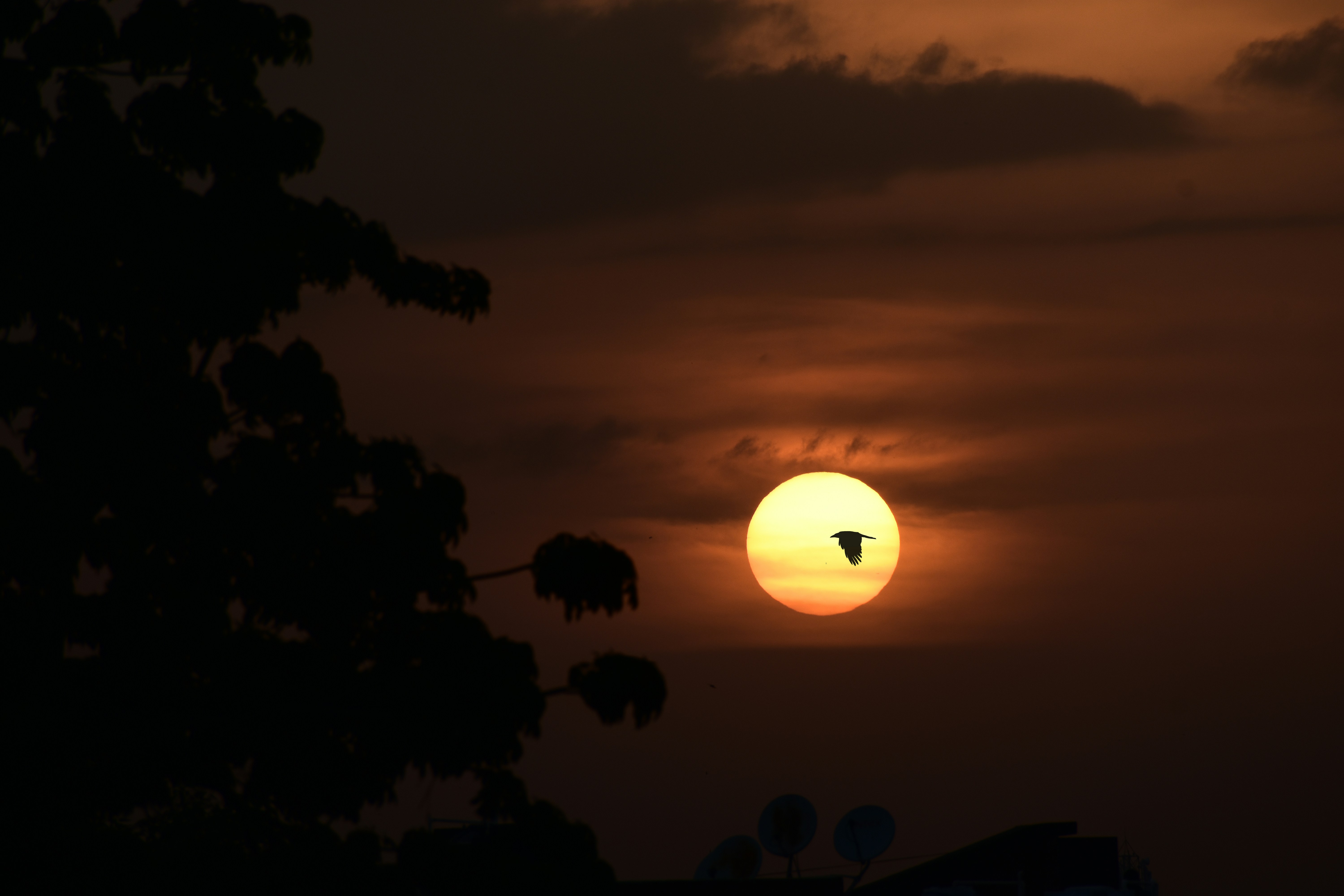 Dusk Flight Across a Fiery Sun