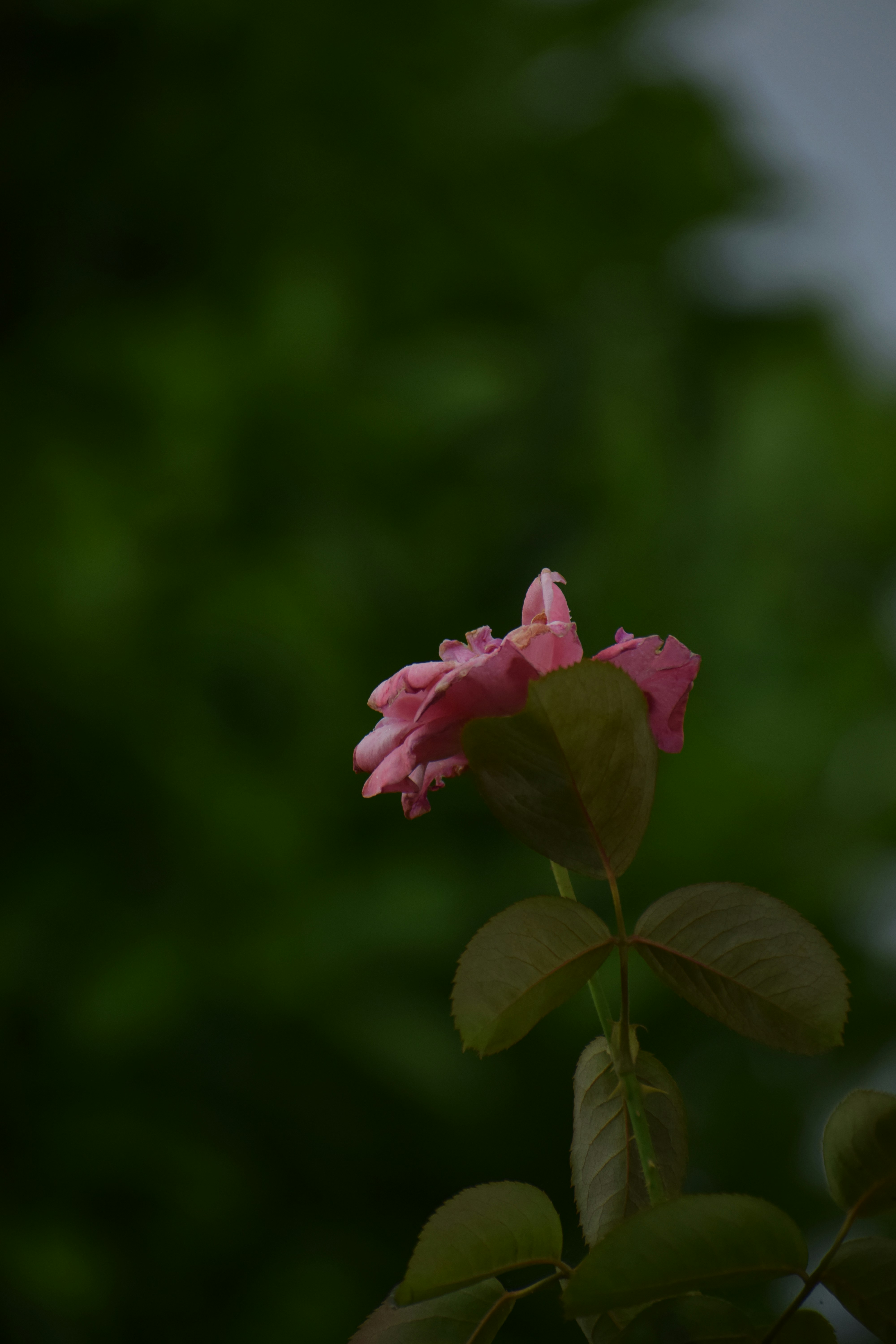 Rosebud in Quiet Green: a study in color and depth