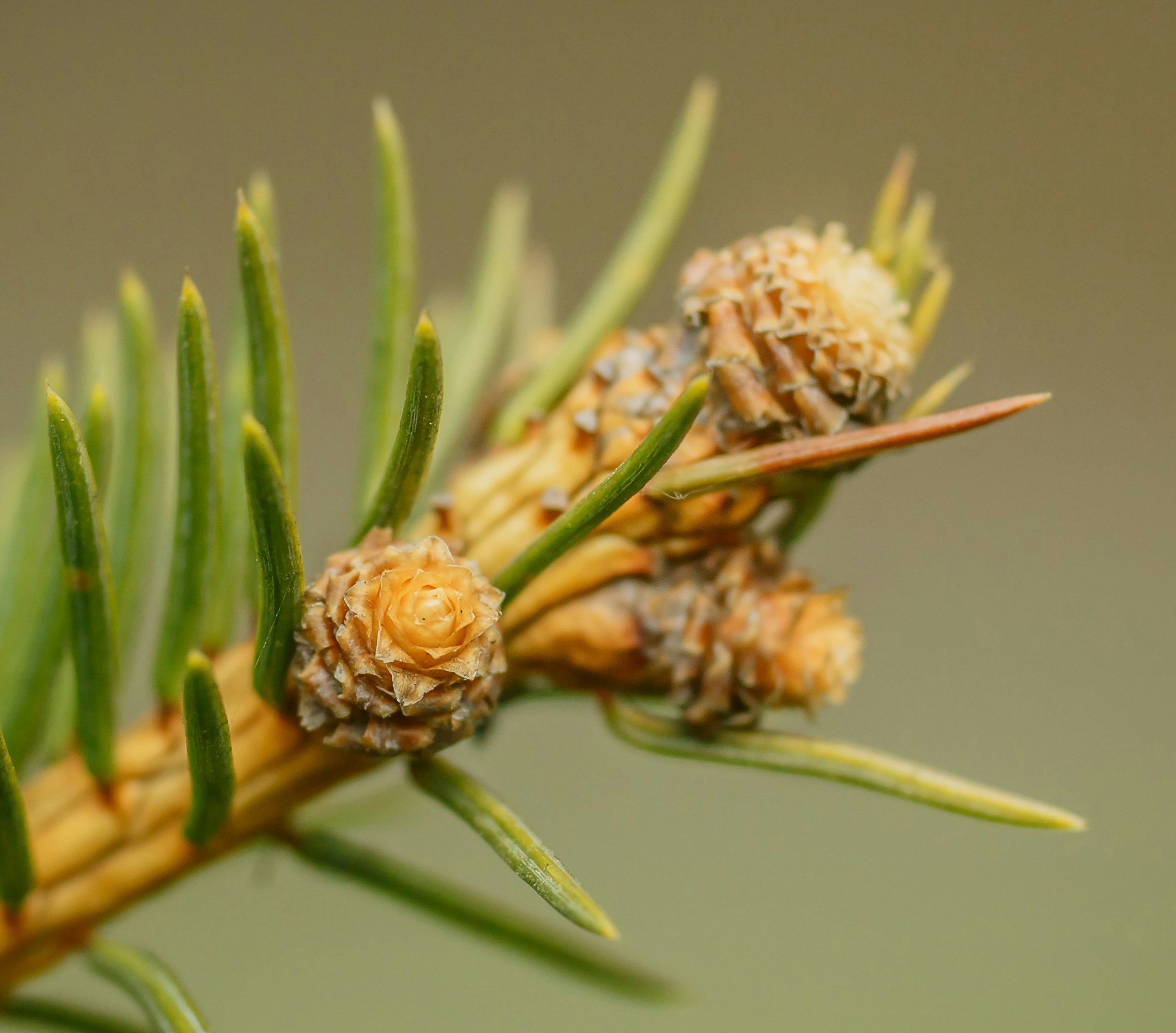 Sapin Texture Photos | Télécharger des images gratuites sur Unsplash