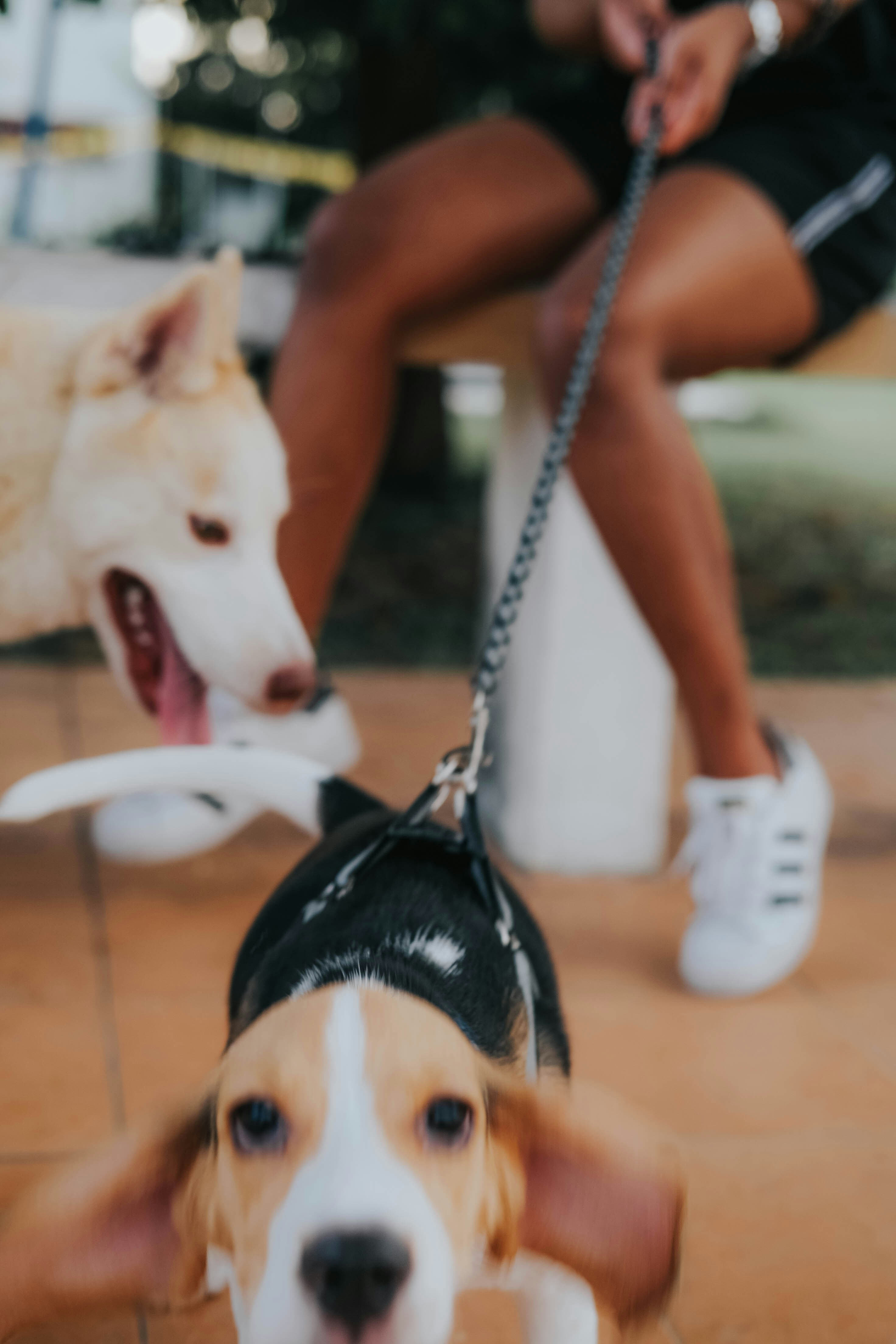 Beagle on a Leash: Curious Gaze from a Sunlit Park Deck