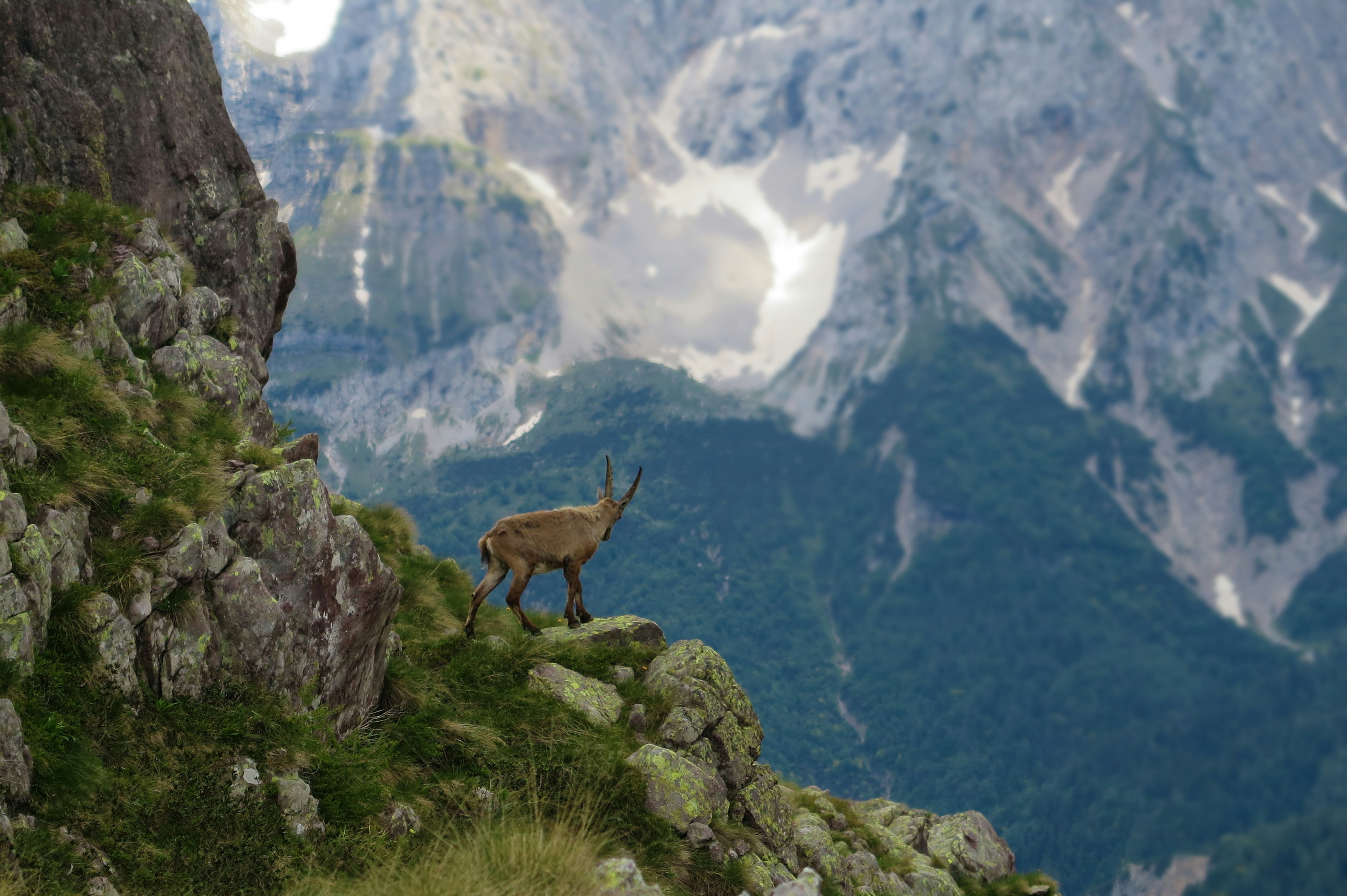 Deer standing on rocky terrain with a vast mountain range in the background.