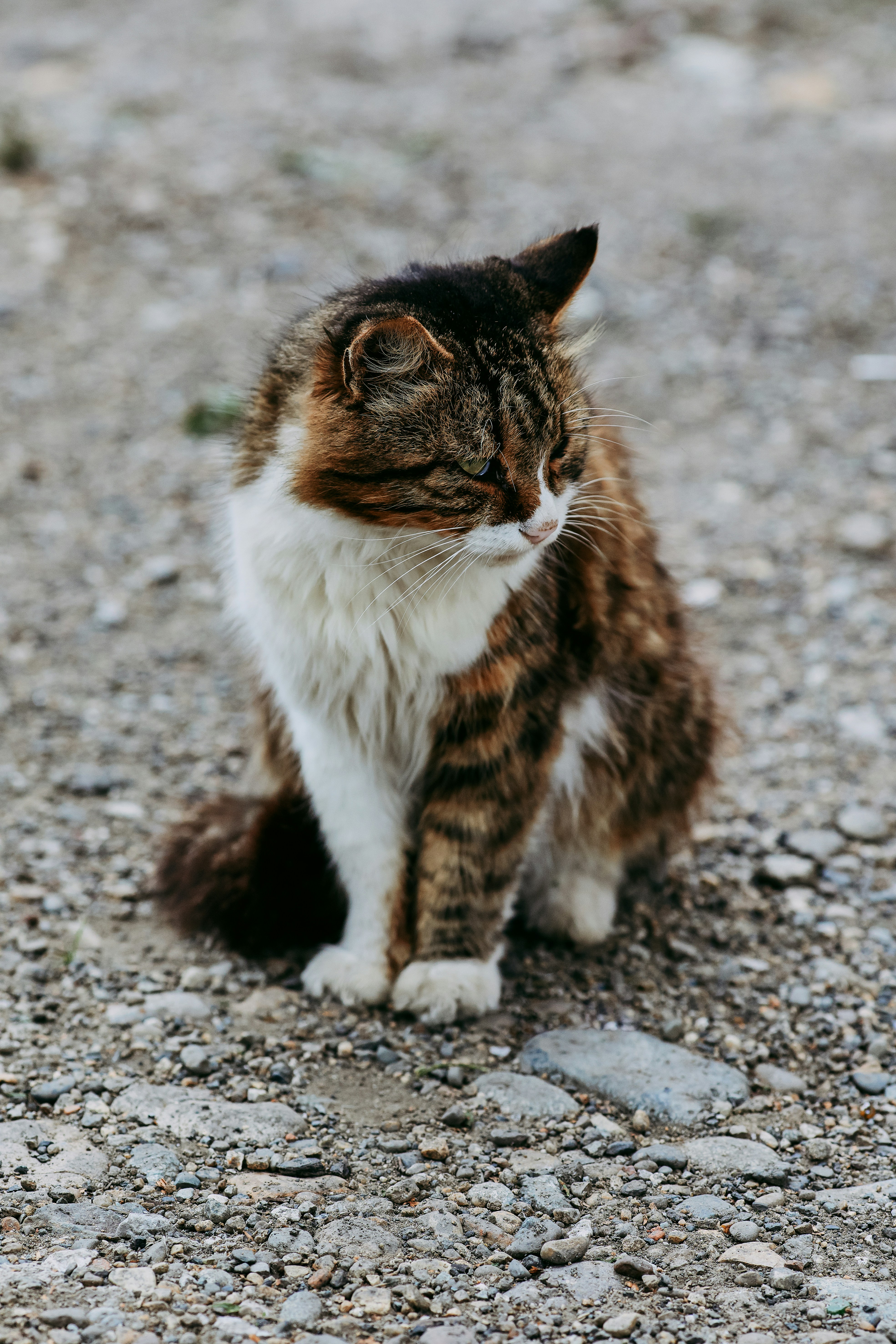 A tabby cat with a fluffy coat sits thoughtfully on a gravel surface, showcasing its unique markings and curious gaze.