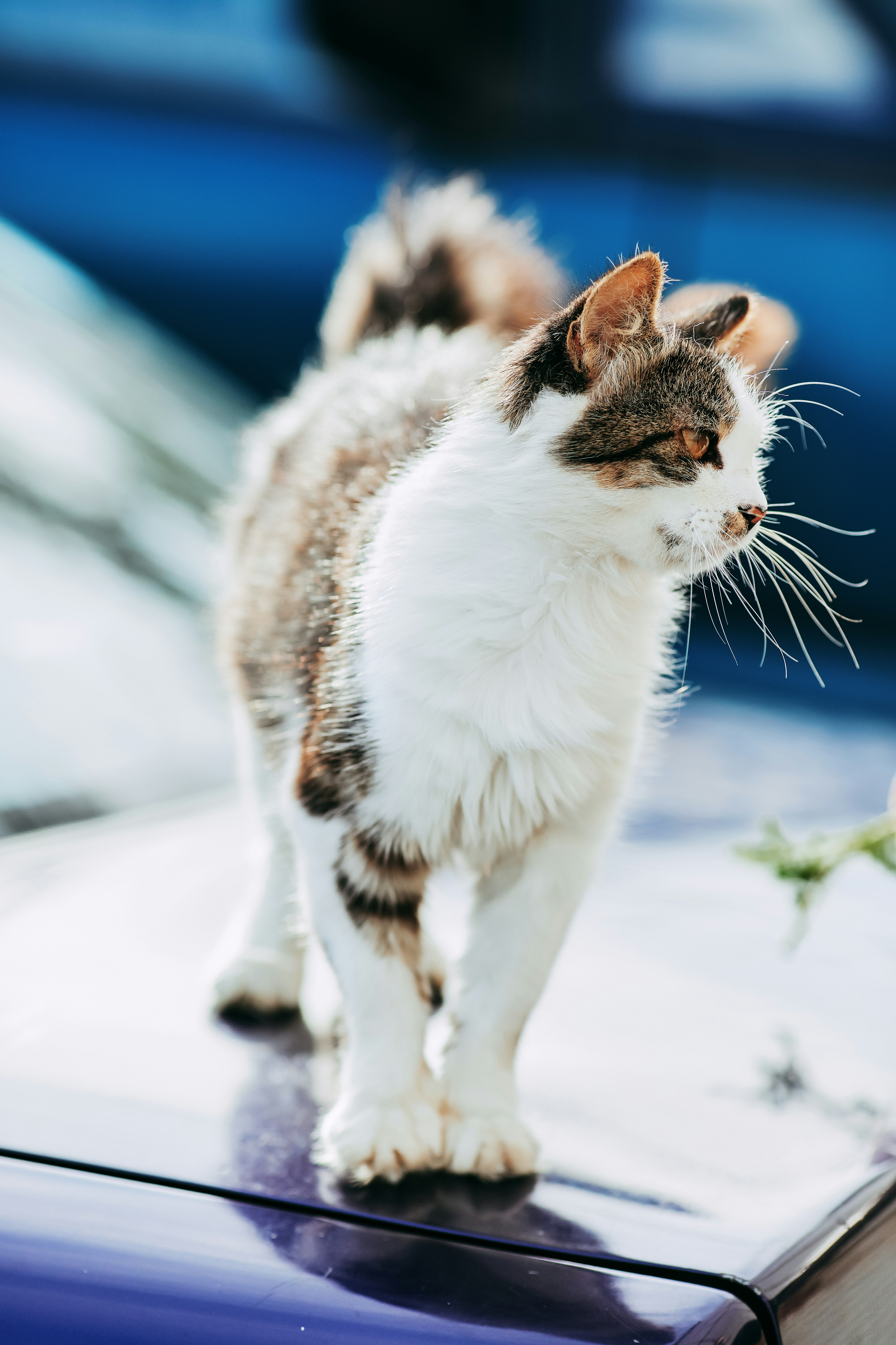 A curious cat stands gracefully on a car hood, observing its surroundings with keen interest.