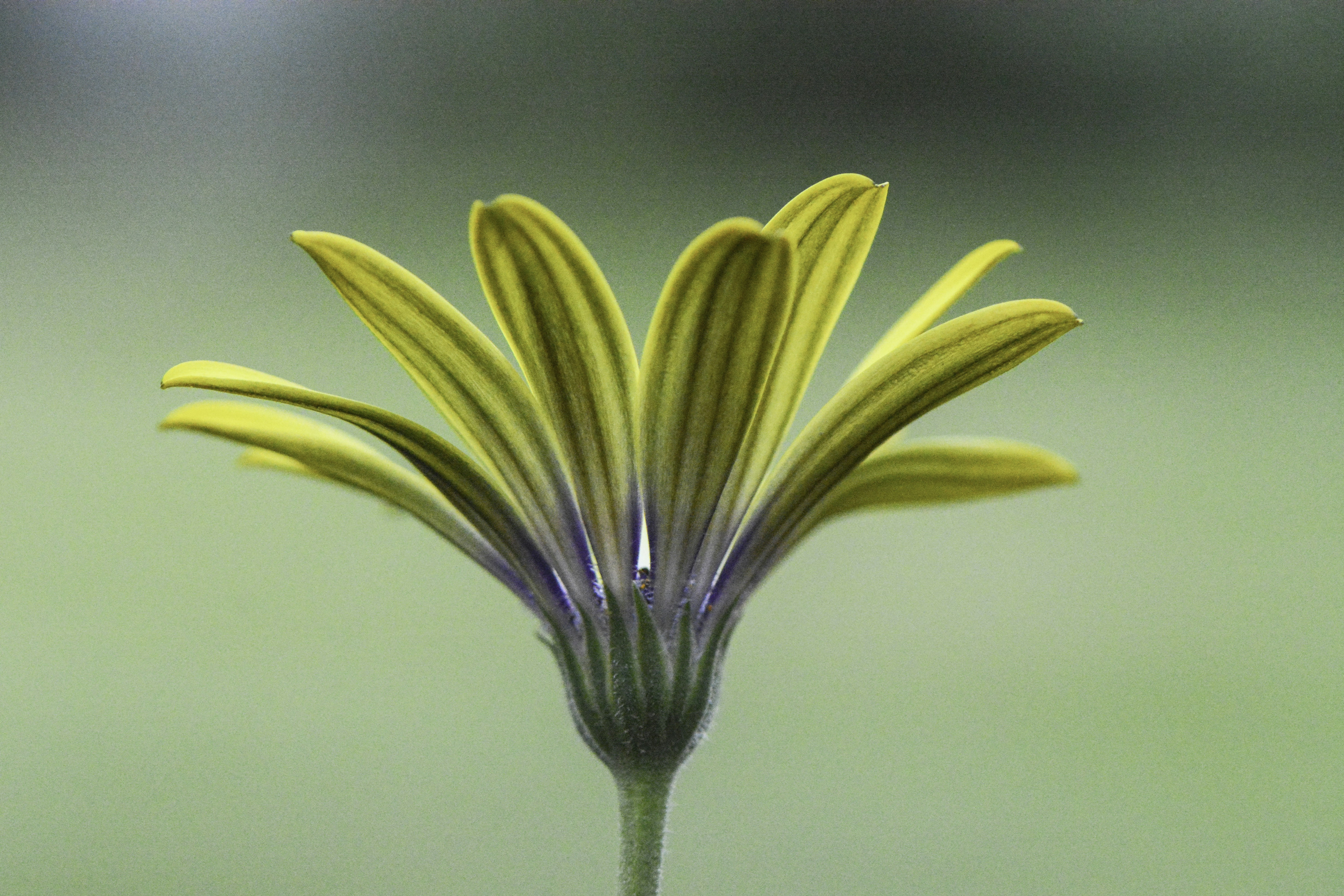 yellow and purple flower in tilt shift lens