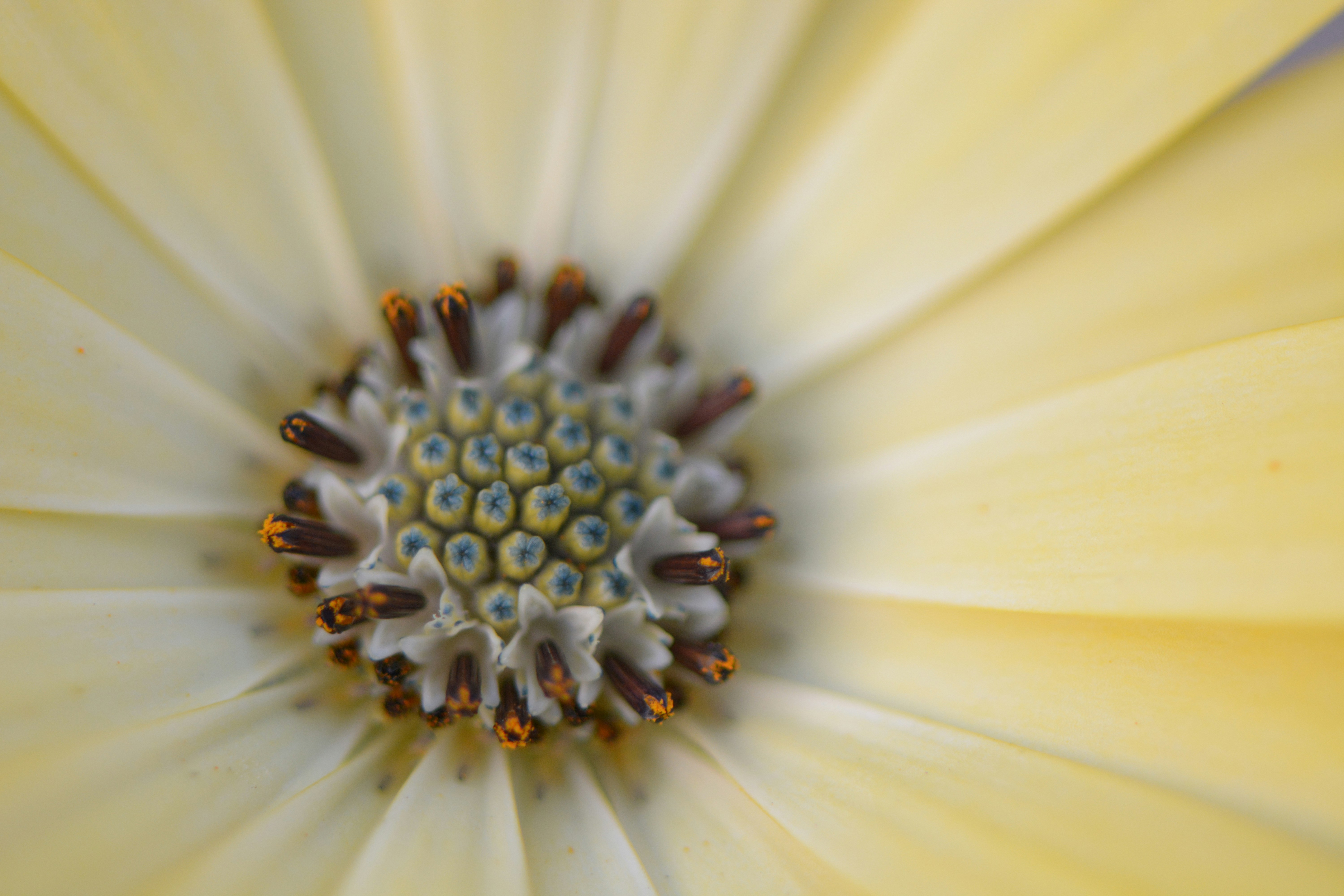 Petal Core: A Macro Portrait of a Creamy Yellow Flower's Intricate Center