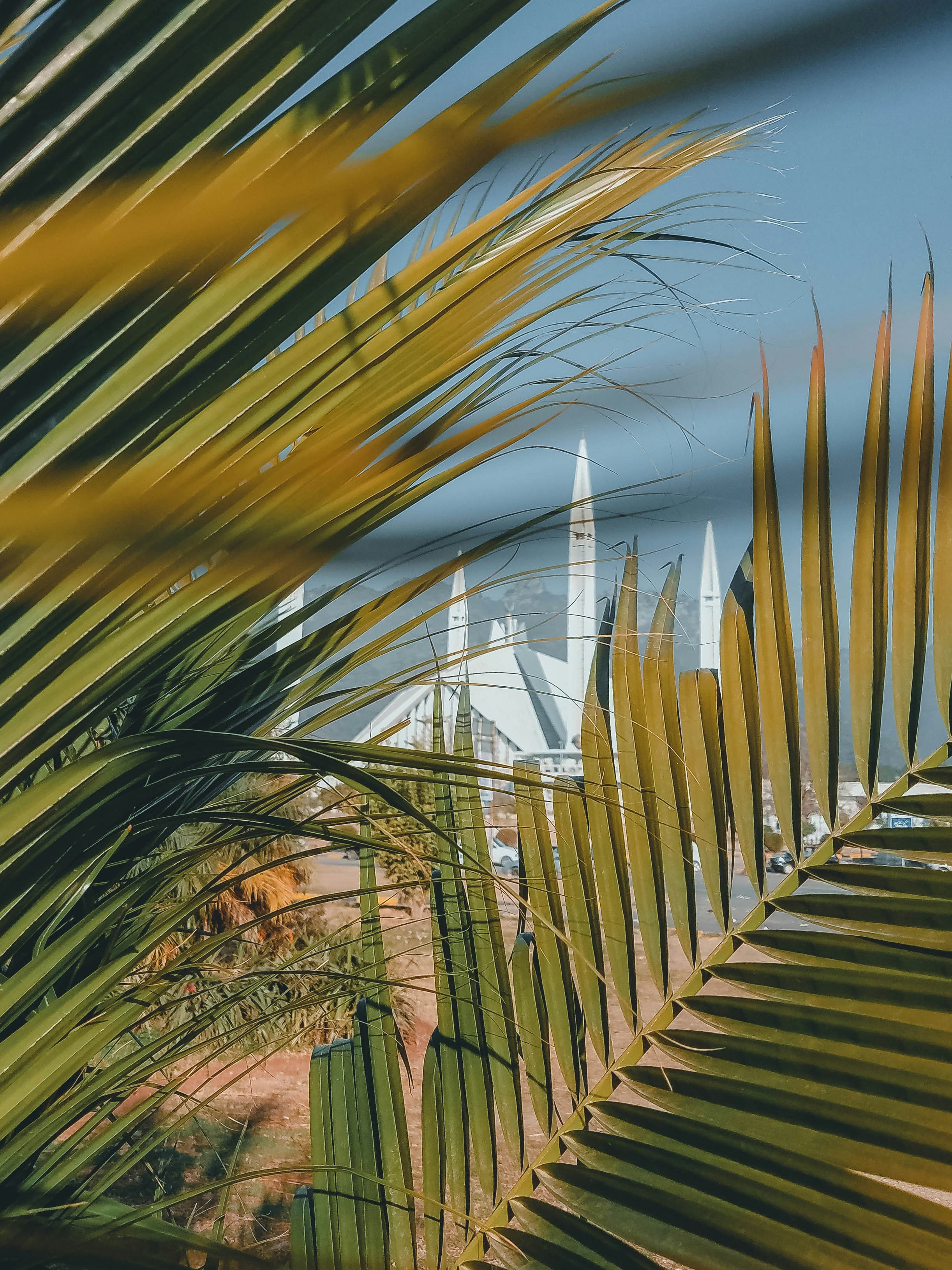 Fronds Framing the Skyline: City Silhouettes Beyond a Tropical Veil