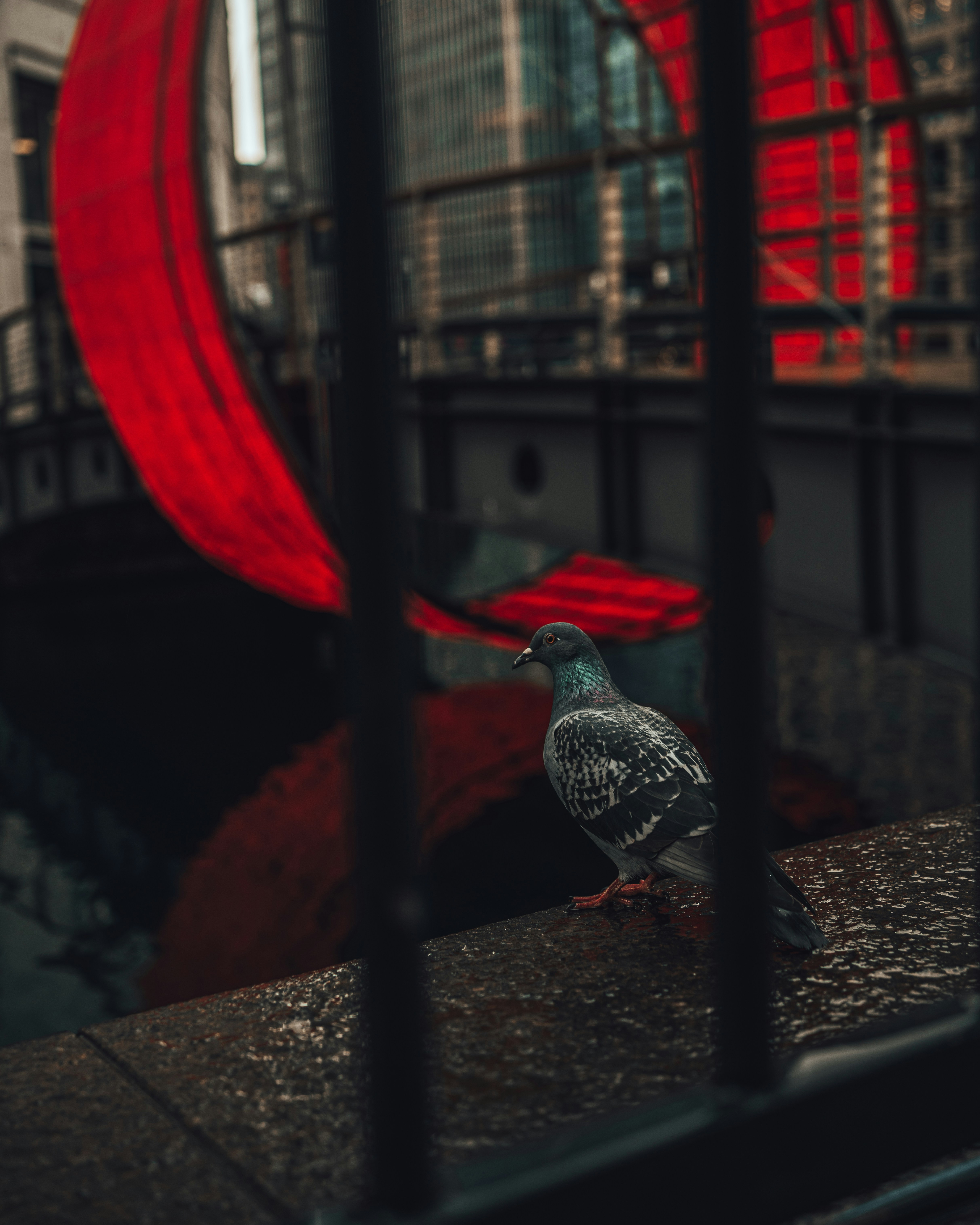 black and white bird on brown wooden fence during daytime