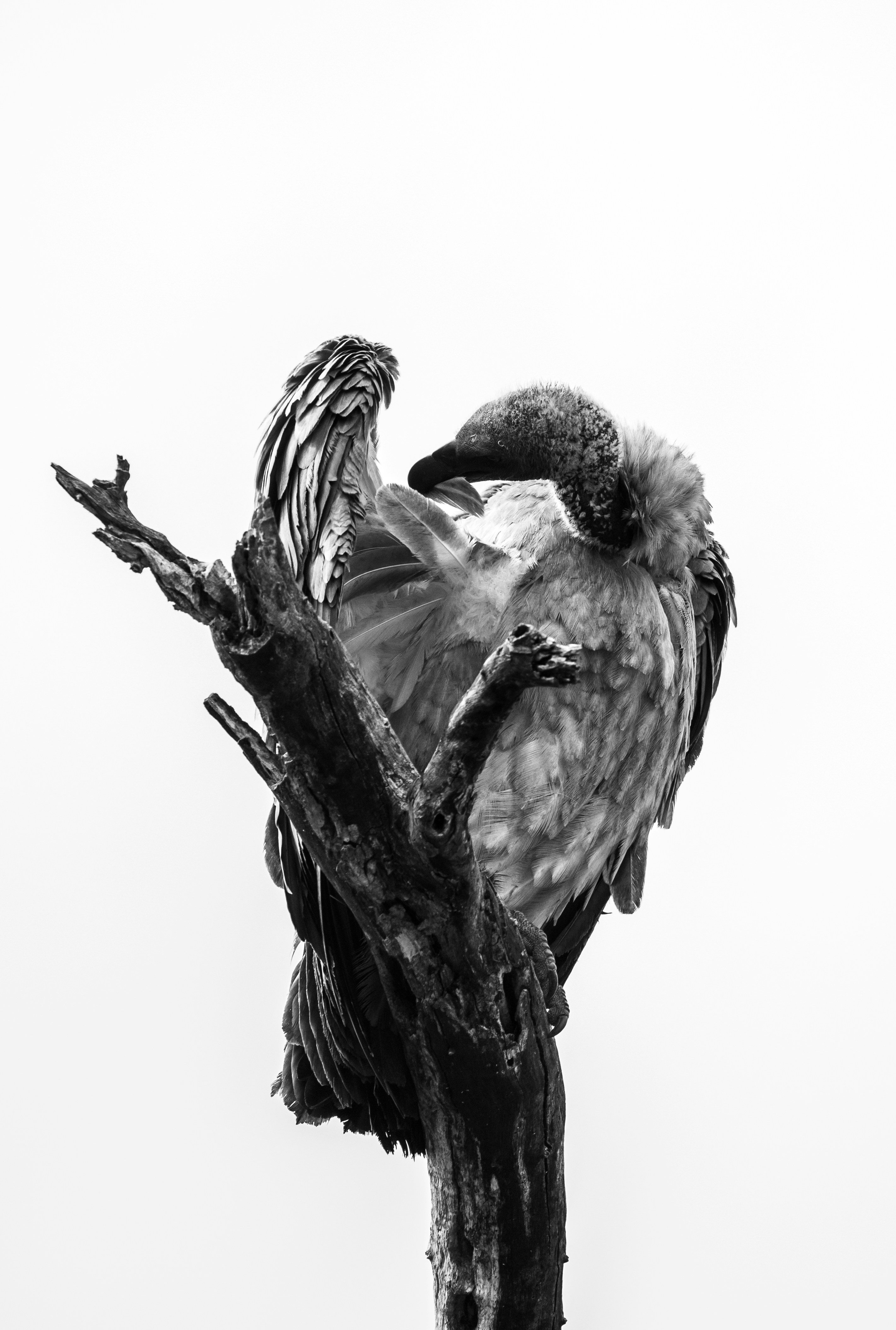 The Silent Sentinel: A Vulture's Reflection