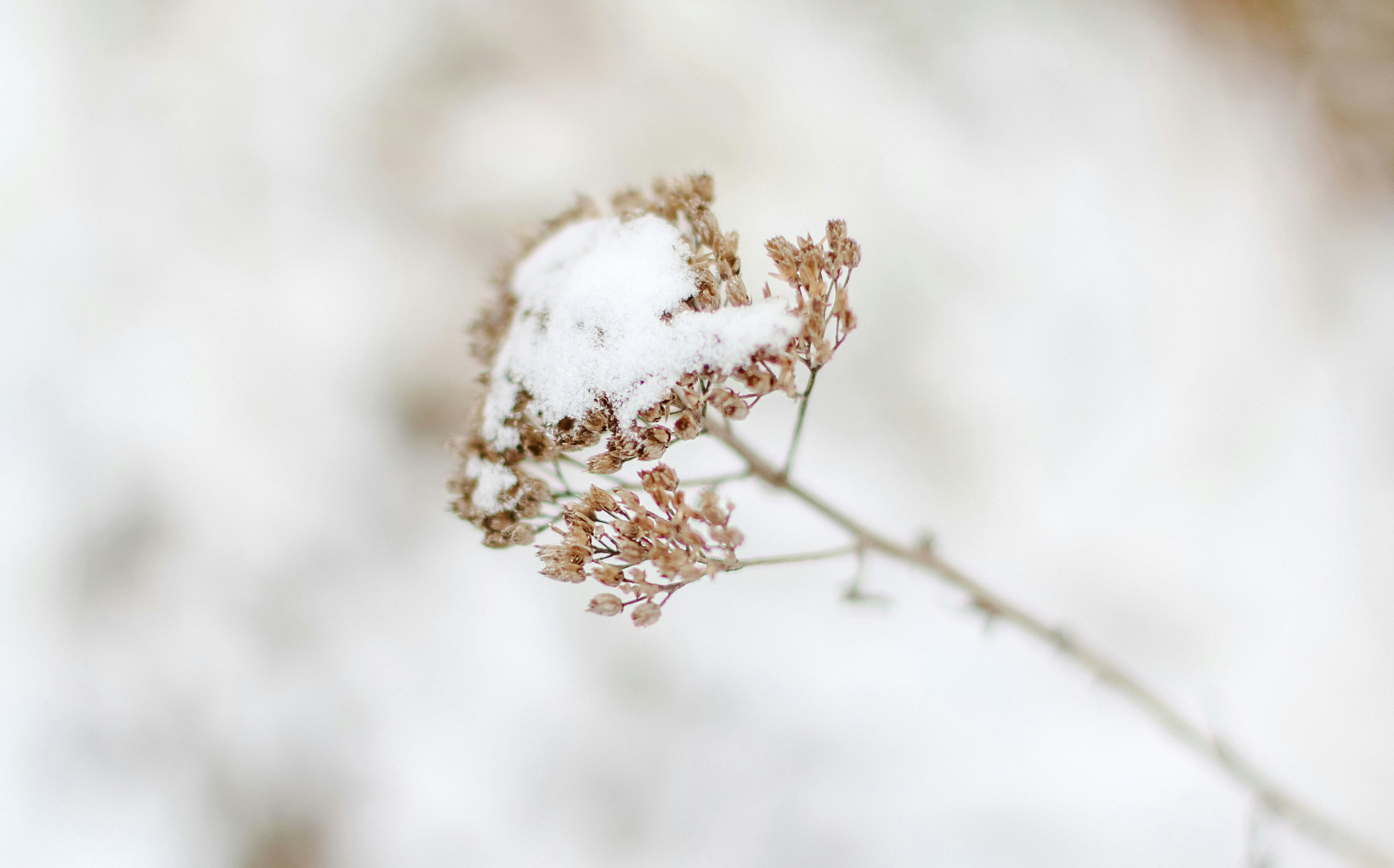 Dried flower stem adorned with a light dusting of snow against a soft, blurred winter background.