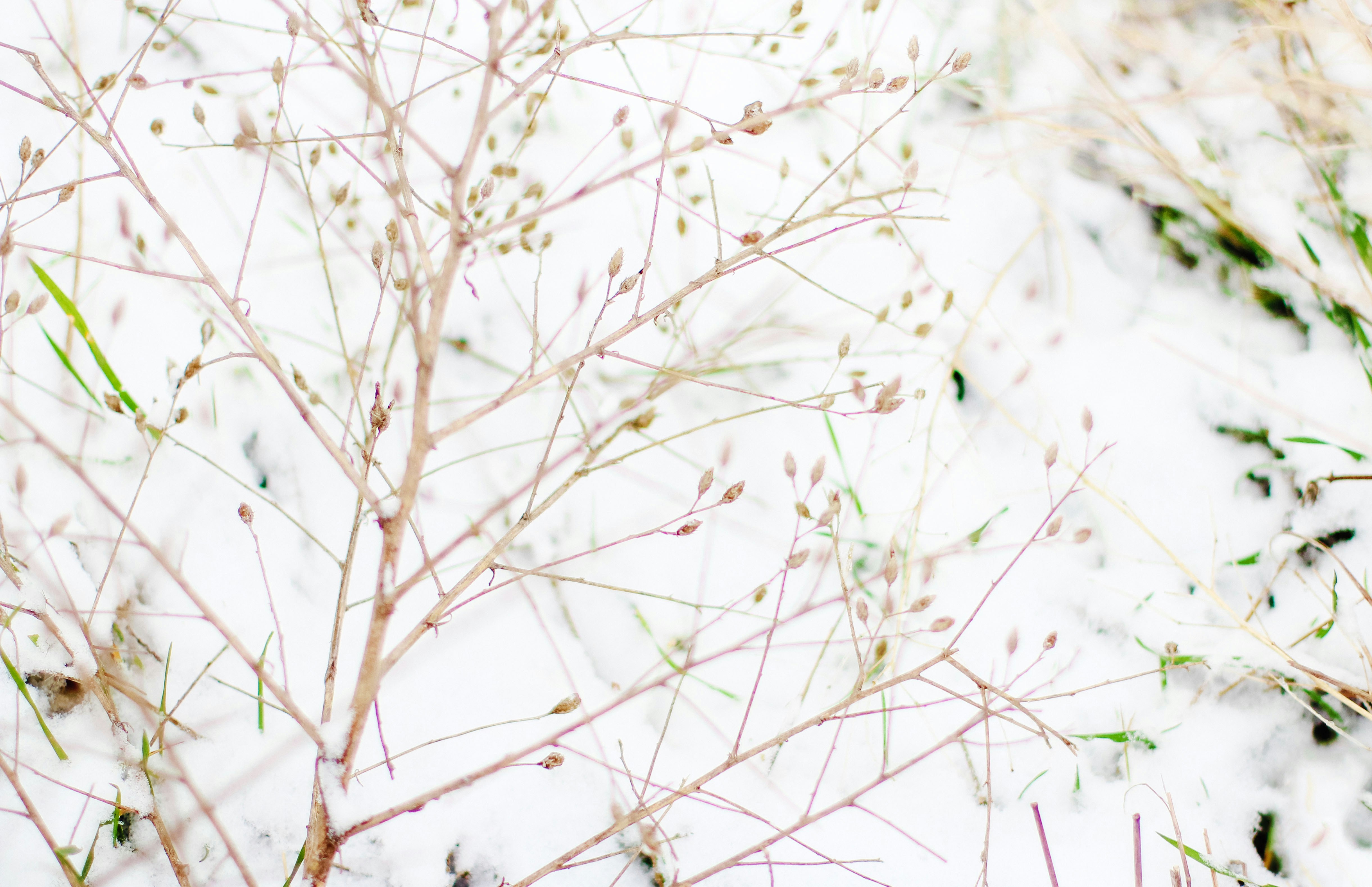 Snow-dusted lattice: delicate twigs weave through pale winter light