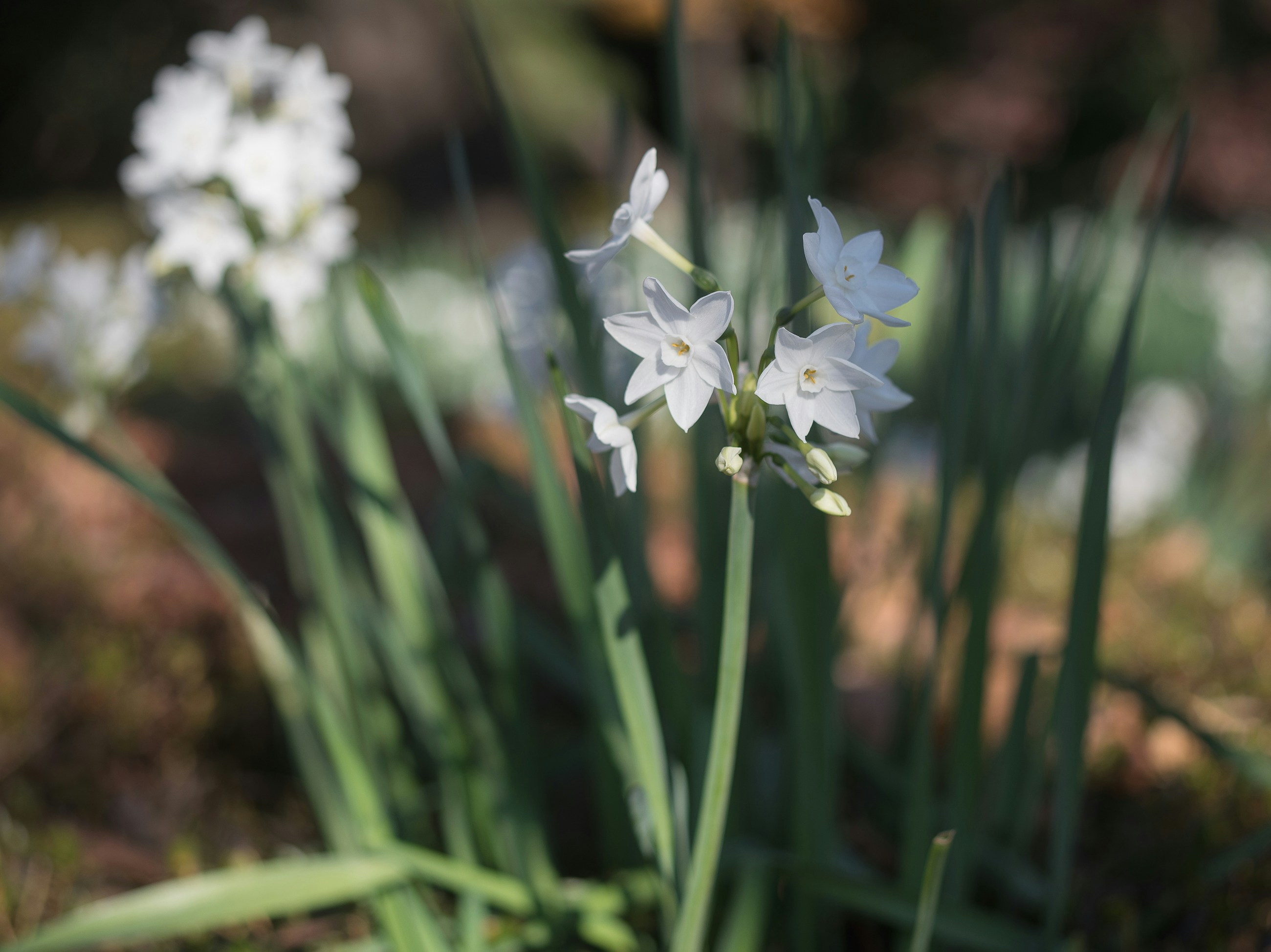 Delicate white flowers bloom amidst vibrant green foliage, showcasing the beauty of springtime. The focus highlights the intricate details of the blossoms.