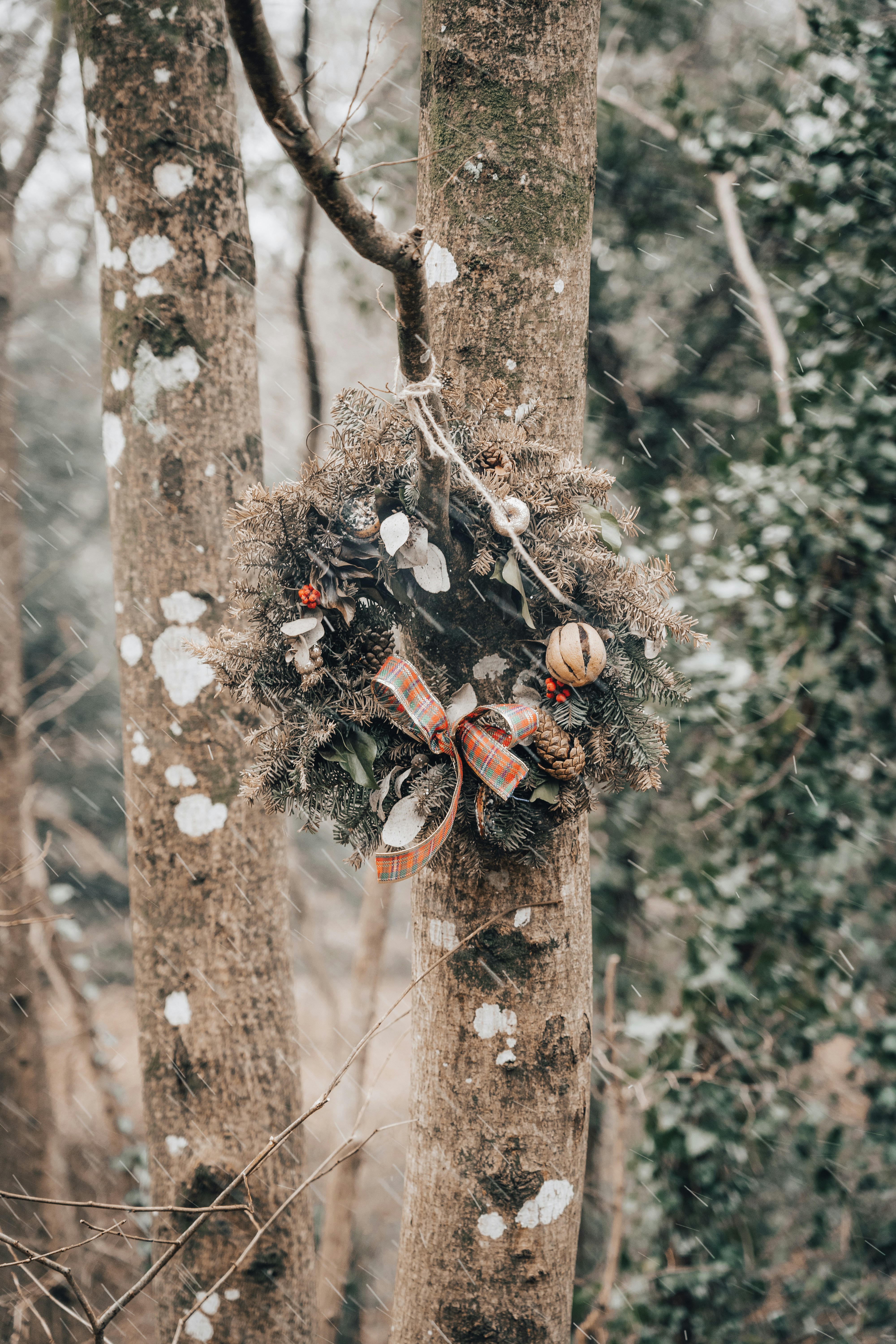 Exploring Sperentine Woods 