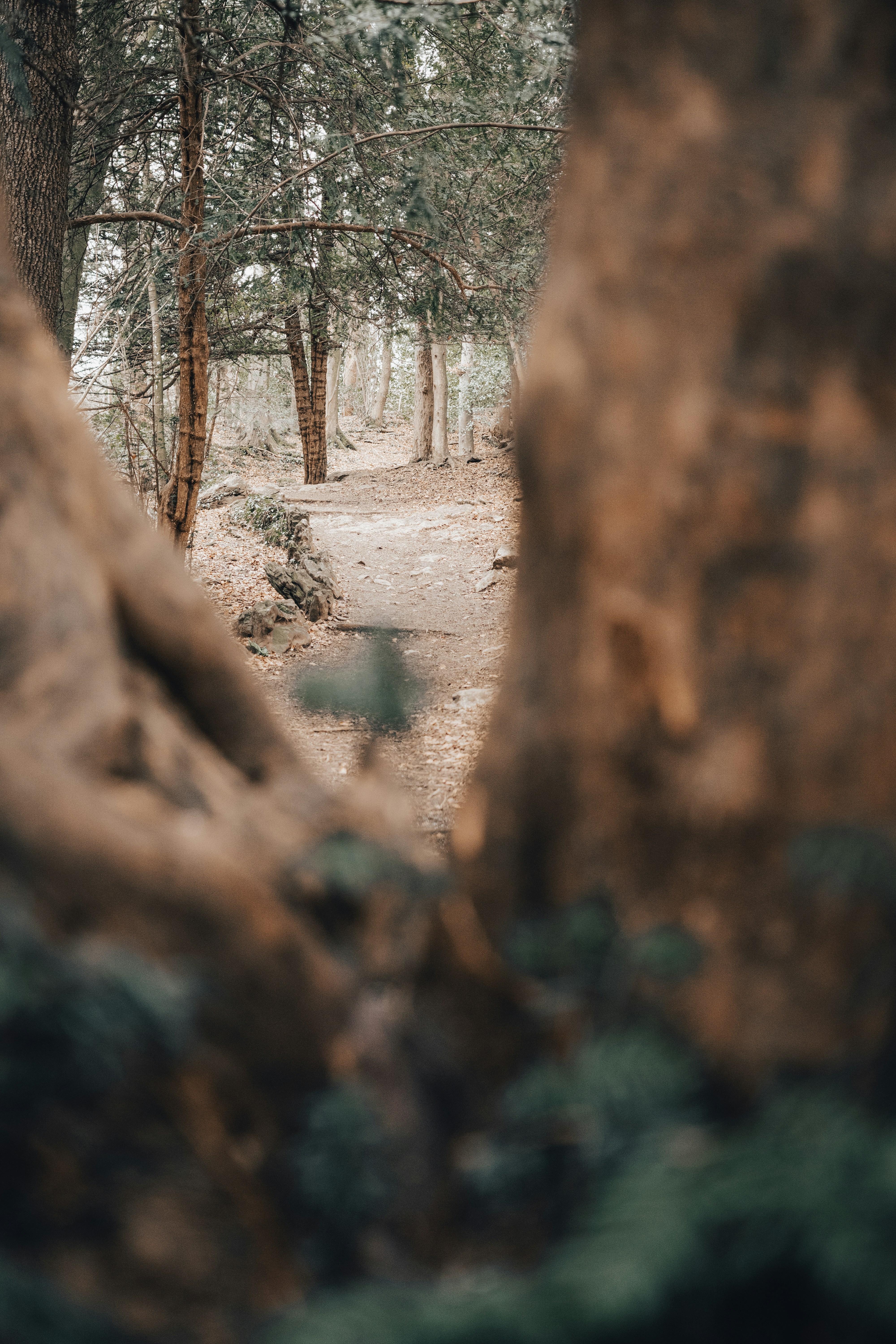 Exploring Sperentine Woods 