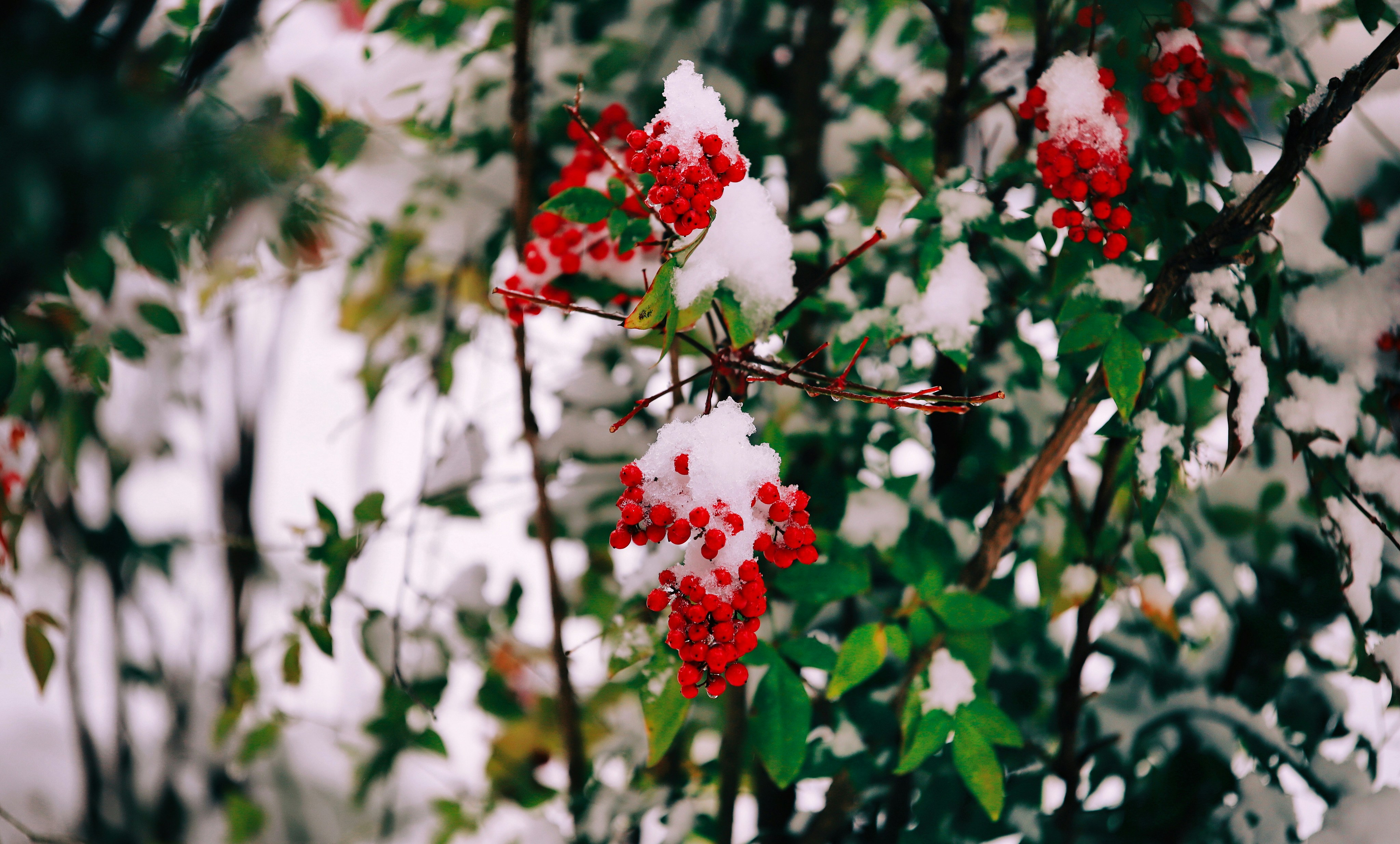 Snowbound Crimson: Close-Up of Berries on a Winter Branch