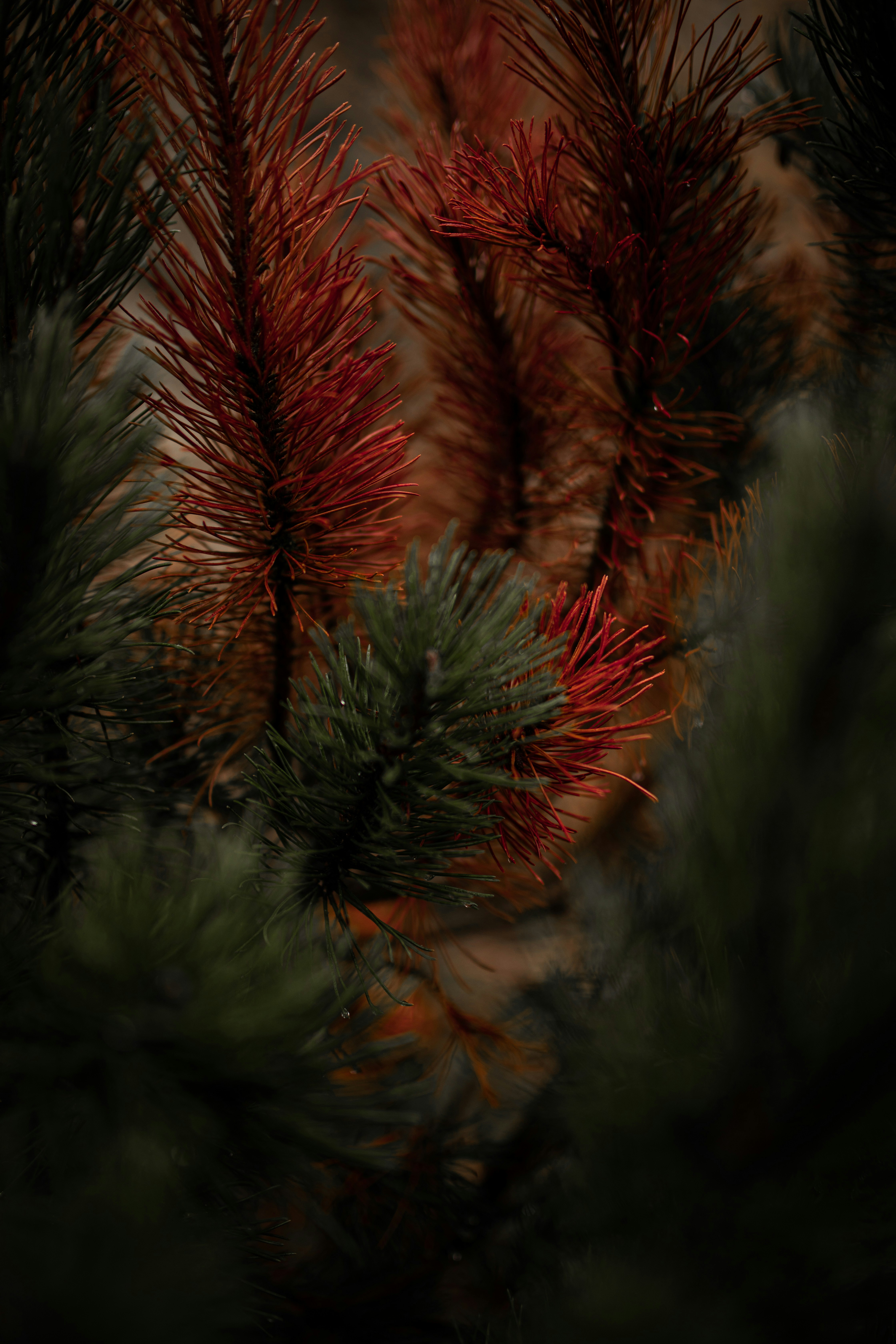 Crimson Foliage in a Velvet Pine Thicket