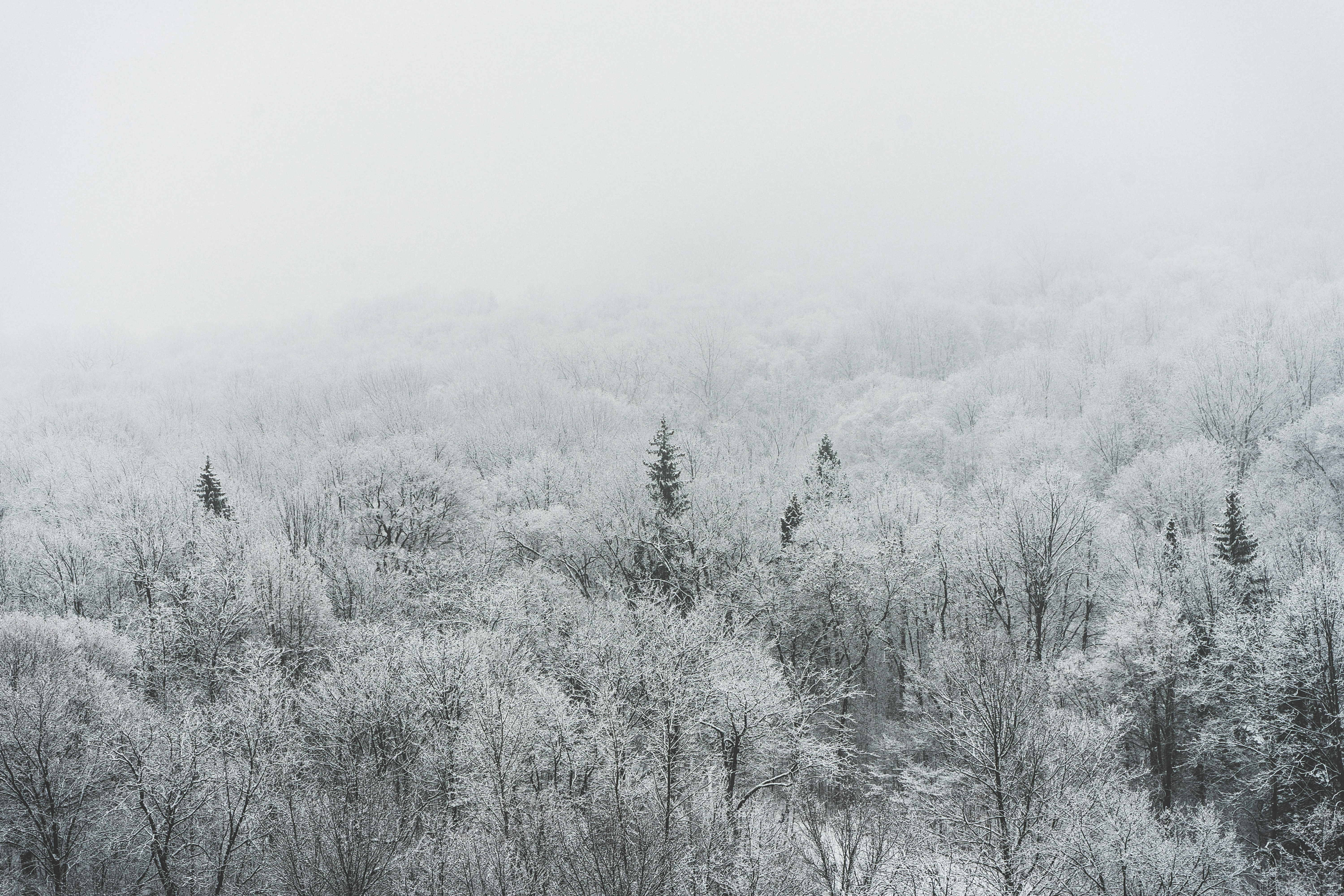 Gray trees on mountain during daytime photo – Free Winter Image on Unsplash