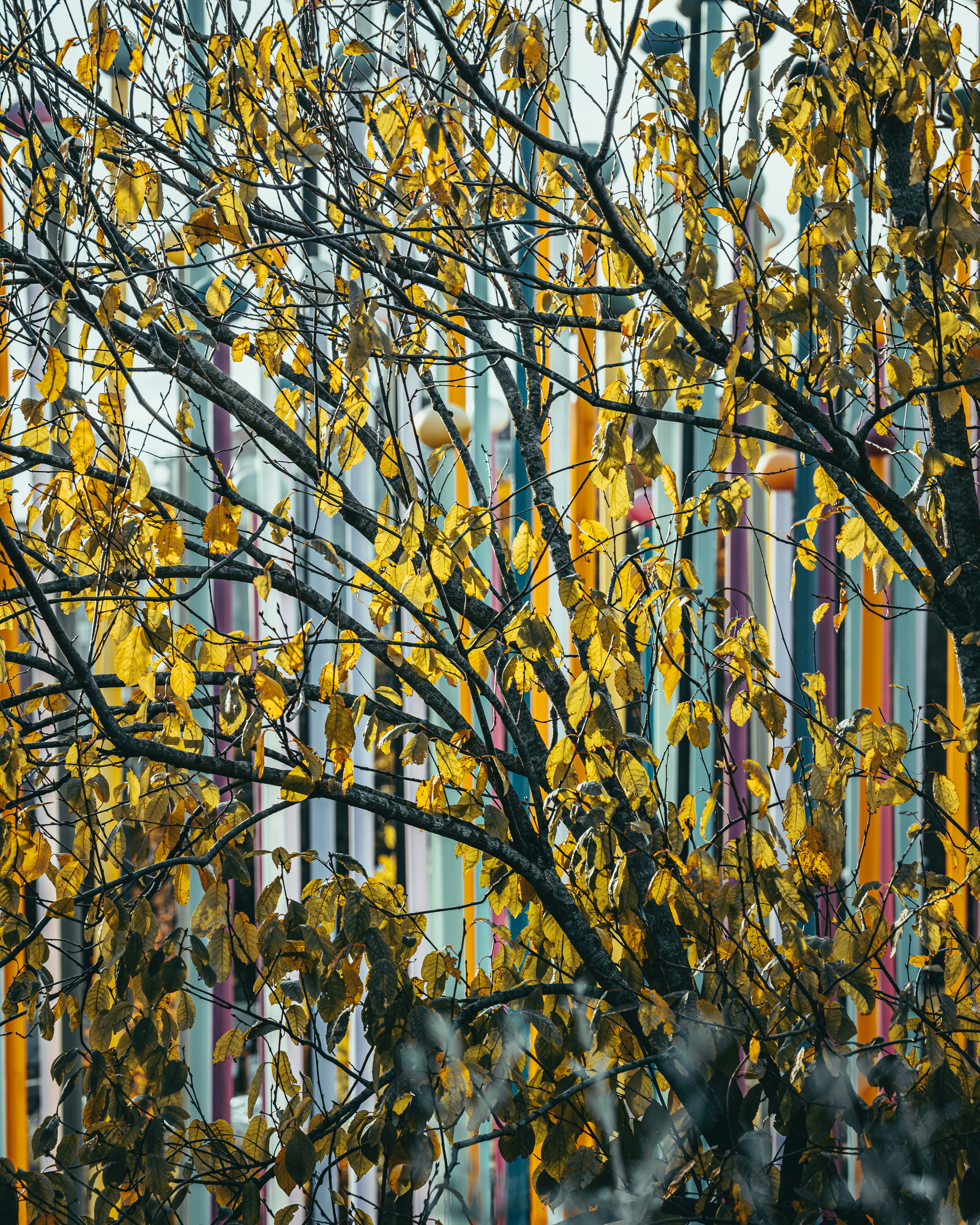 Yellow leaves on tree branch during daytime photo – Free Milano Image ...