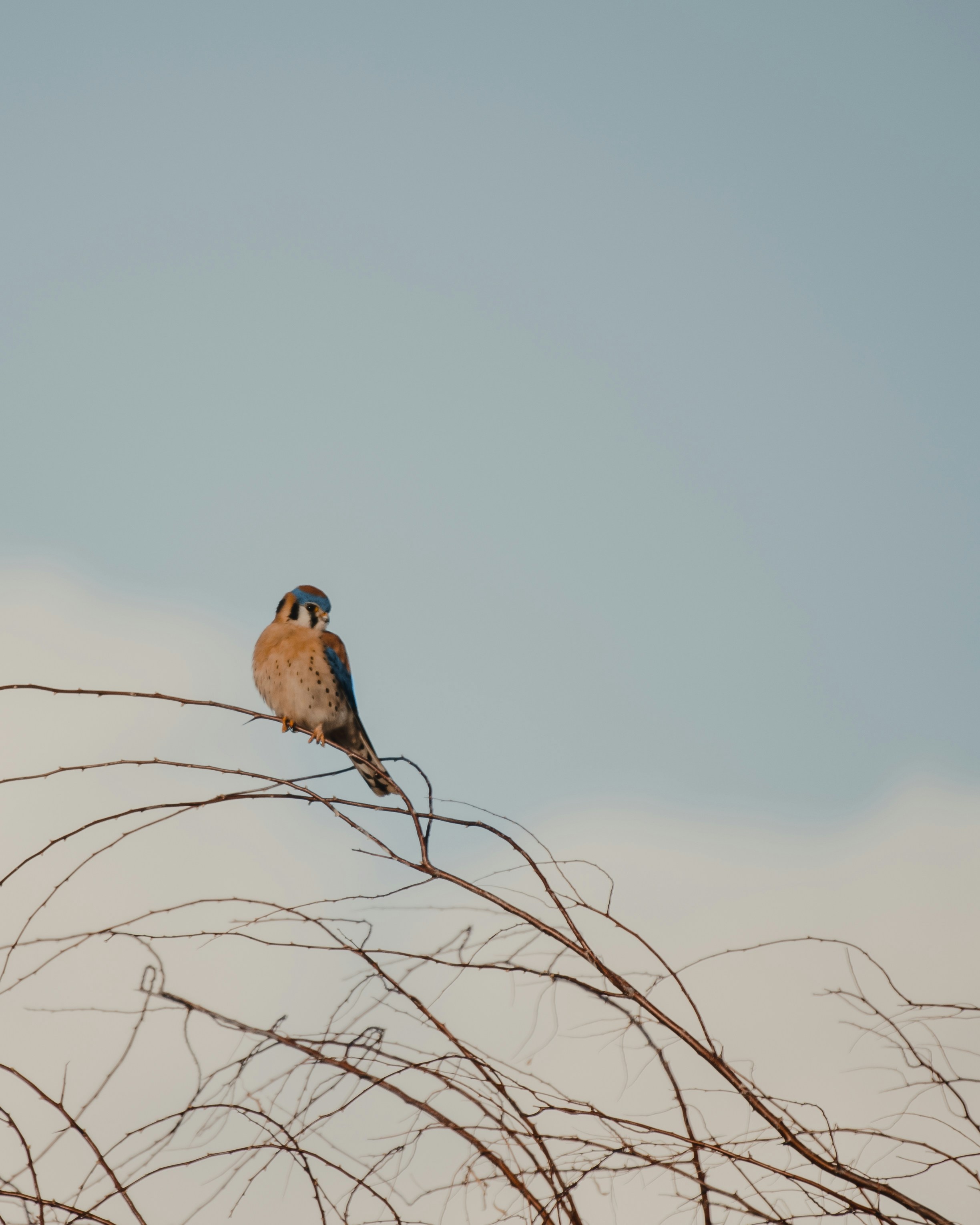 A small blue-gray and brown bird perches on a tangle of bare branches against a pale blue sky.