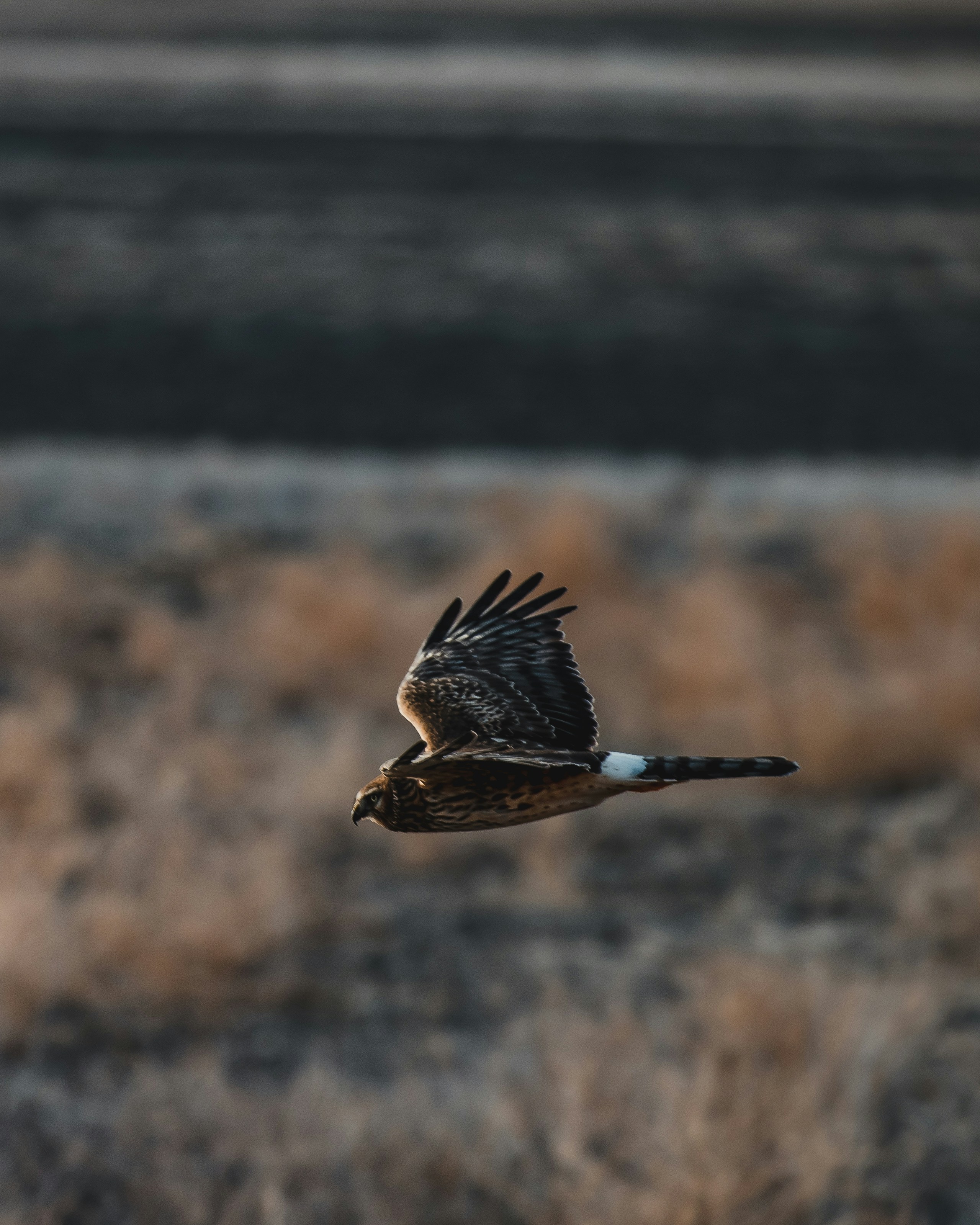 Late-afternoon hawk carving through sunlit scrub
