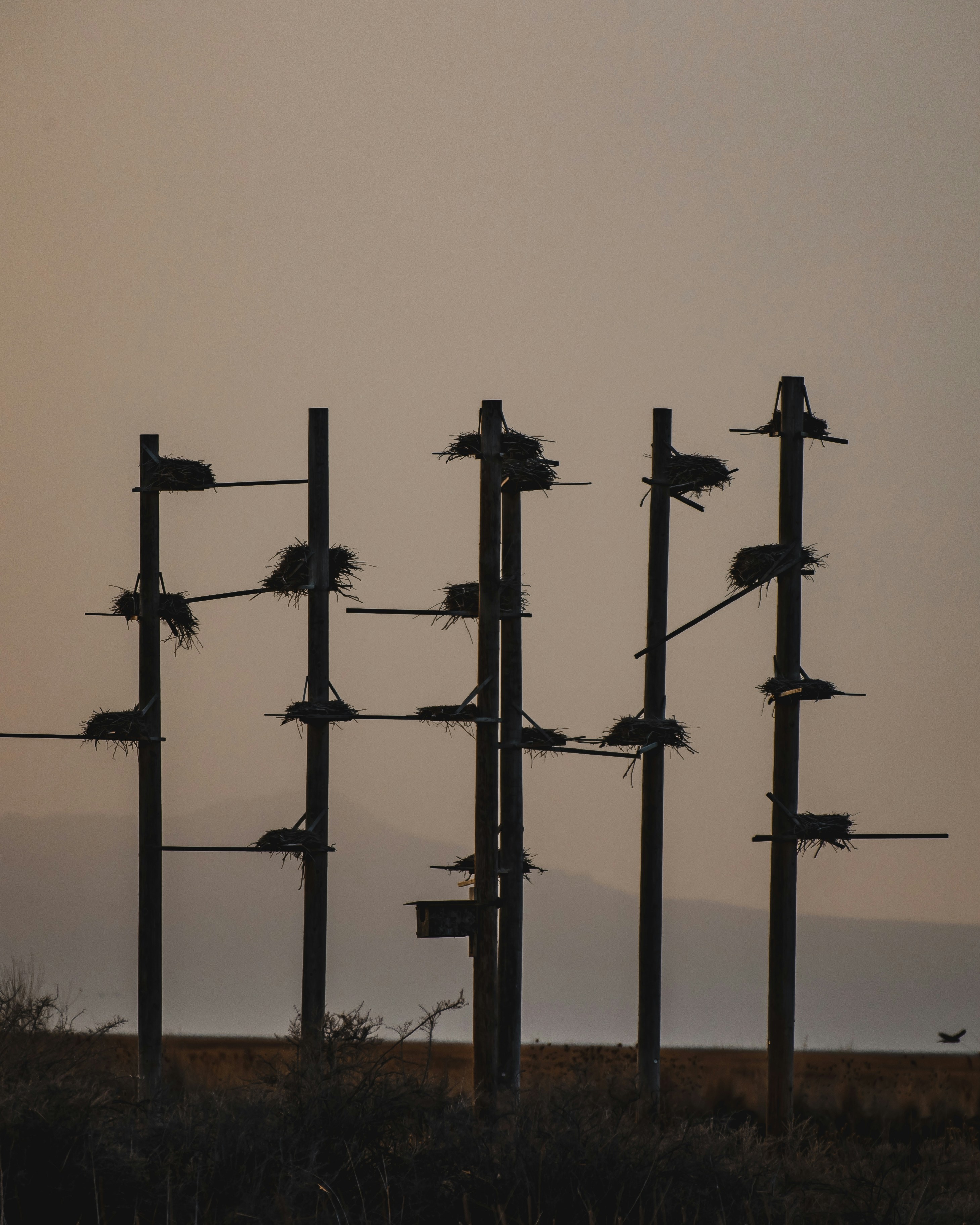 Silhouetted poles adorned with bird nests against a hazy backdrop, capturing the essence of avian habitation and architectural harmony.