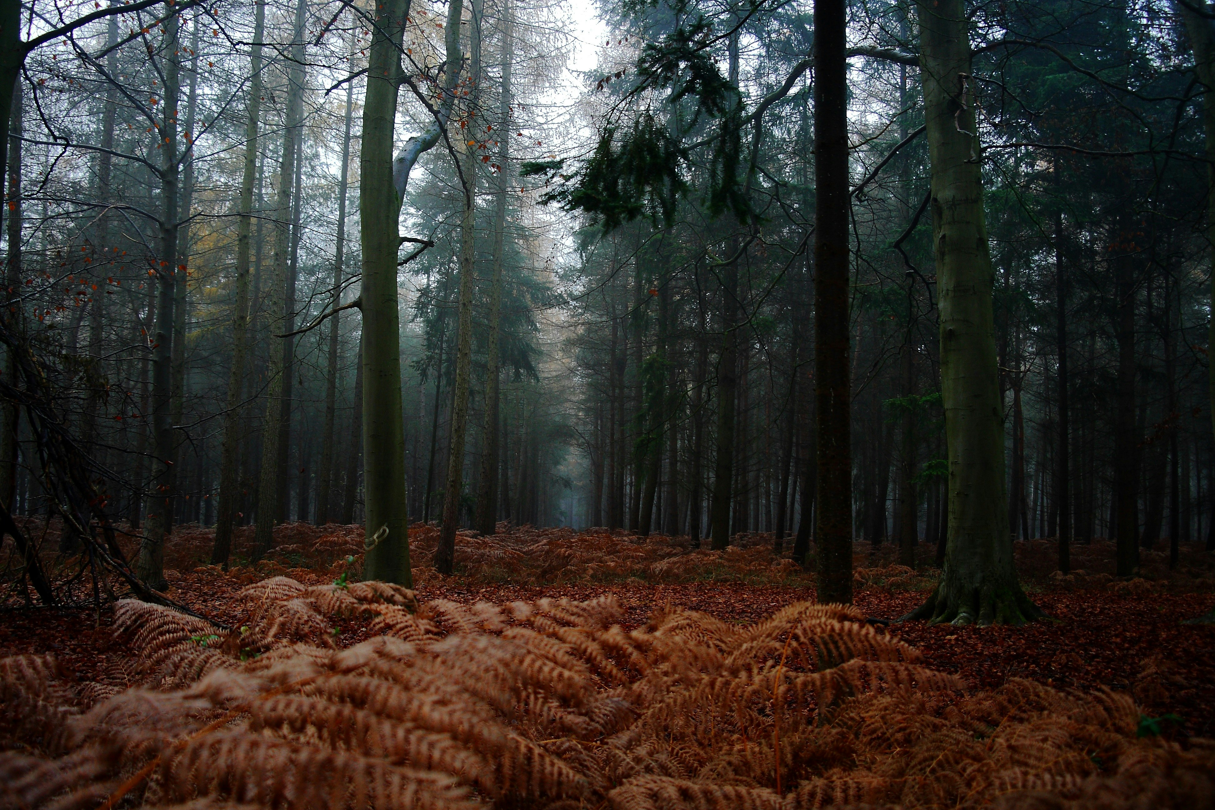 Dense forest shrouded in mist, with vibrant ferns carpeting the ground and towering trees reaching for the sky.