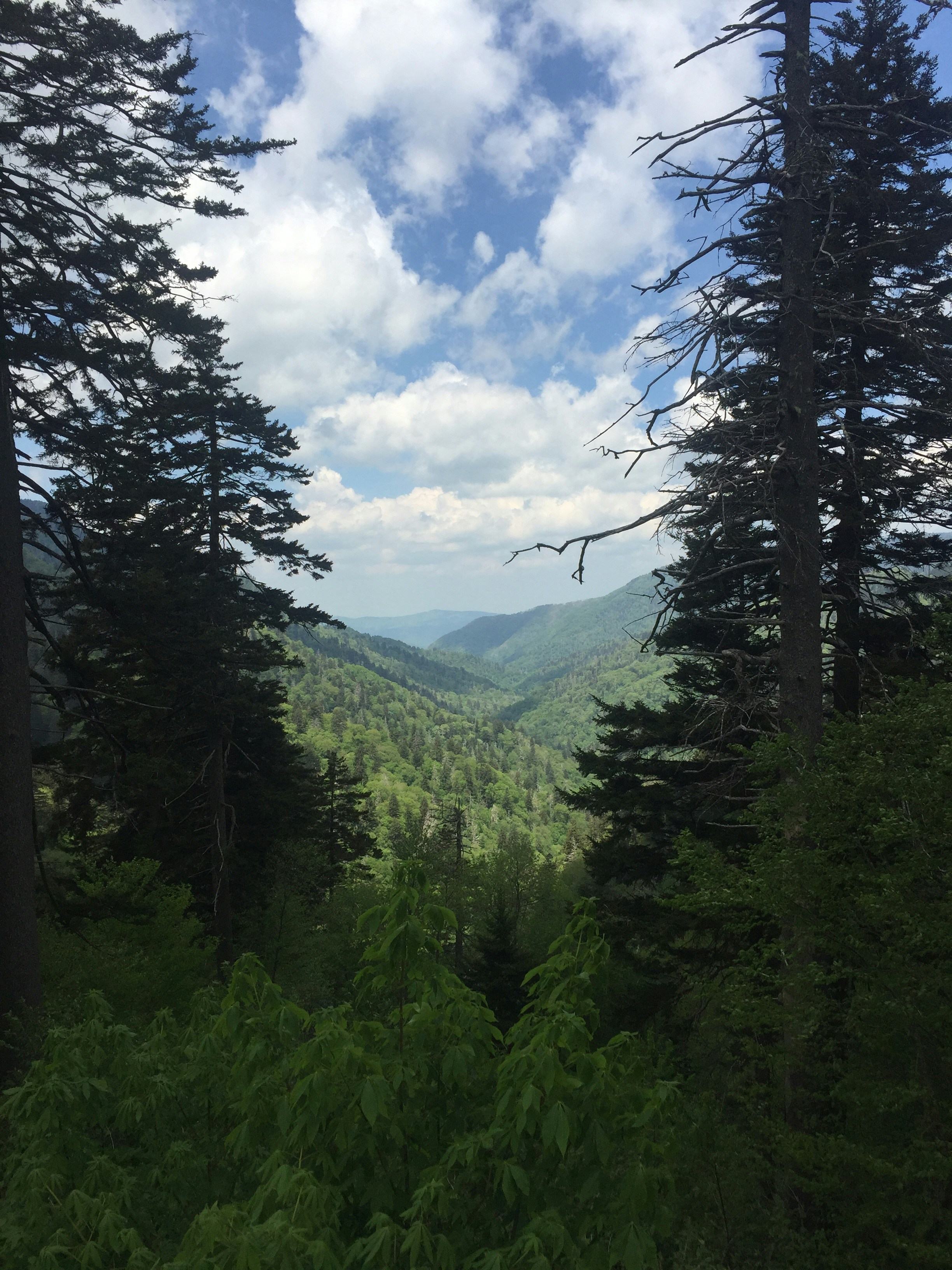 Foto Pepohonan hijau di gunung di bawah awan putih dan langit biru di ...