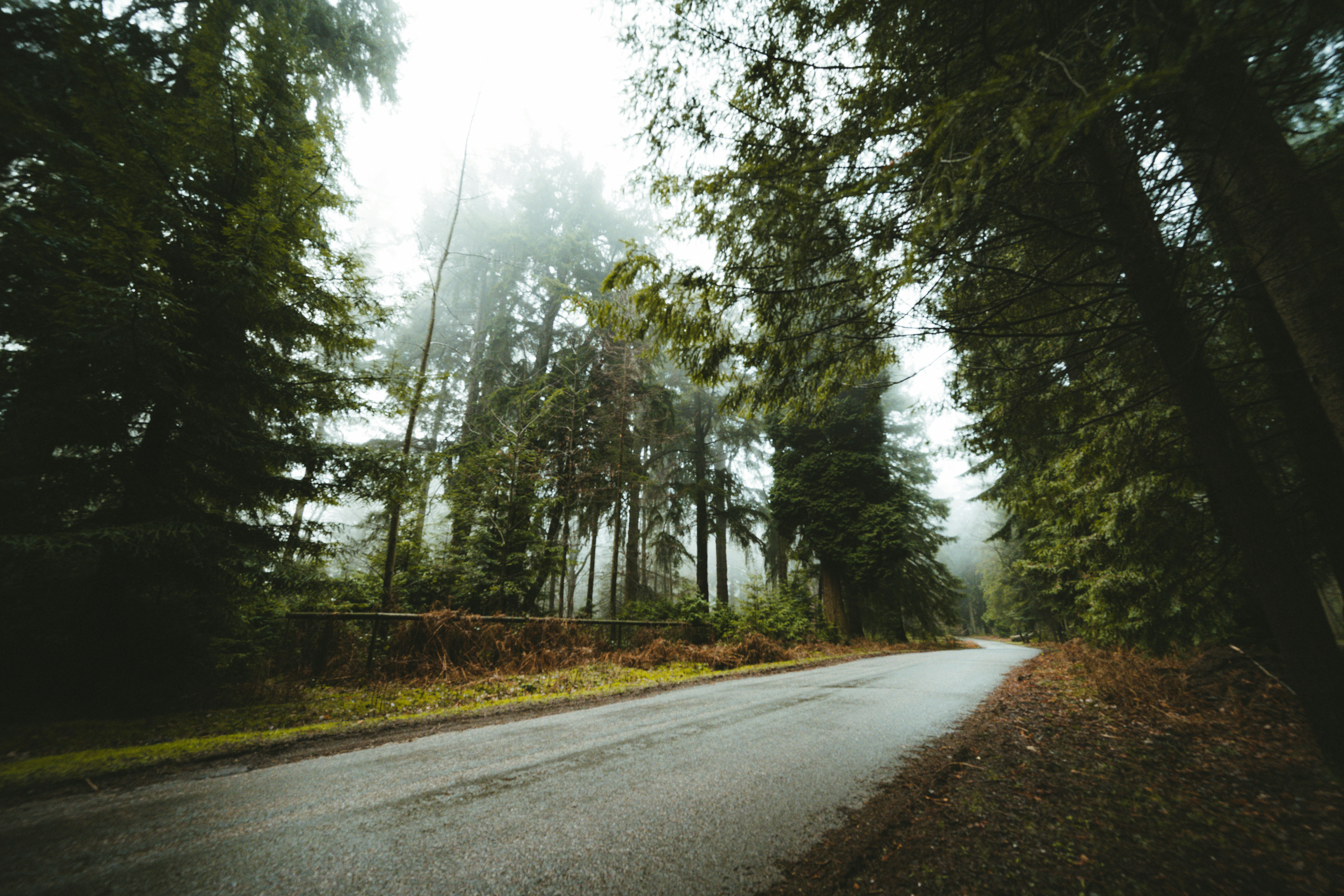 Fog envelops a forest road lined with tall evergreens.
