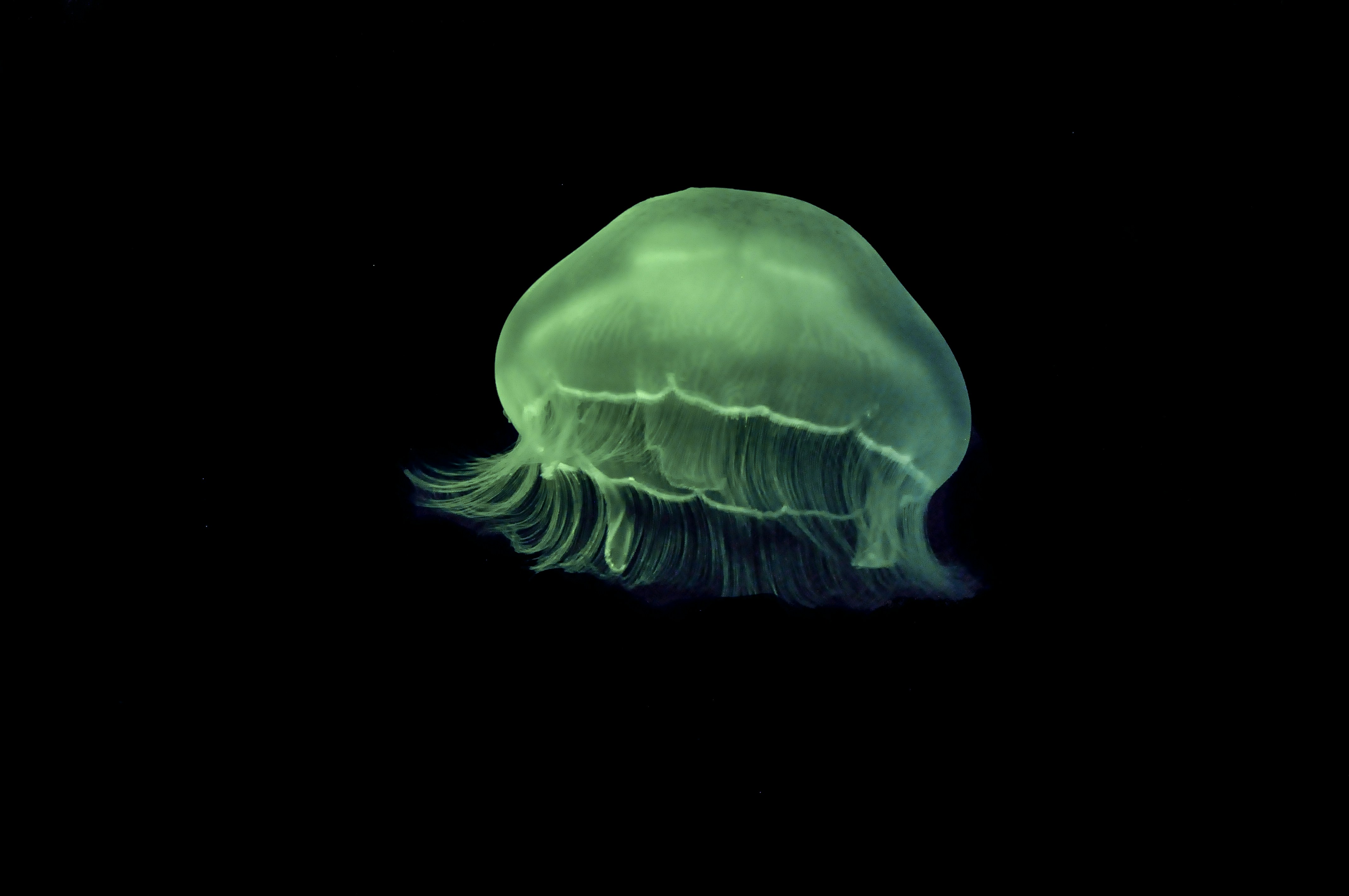 A jellyfish caught in the artificial light of a an aquarium.