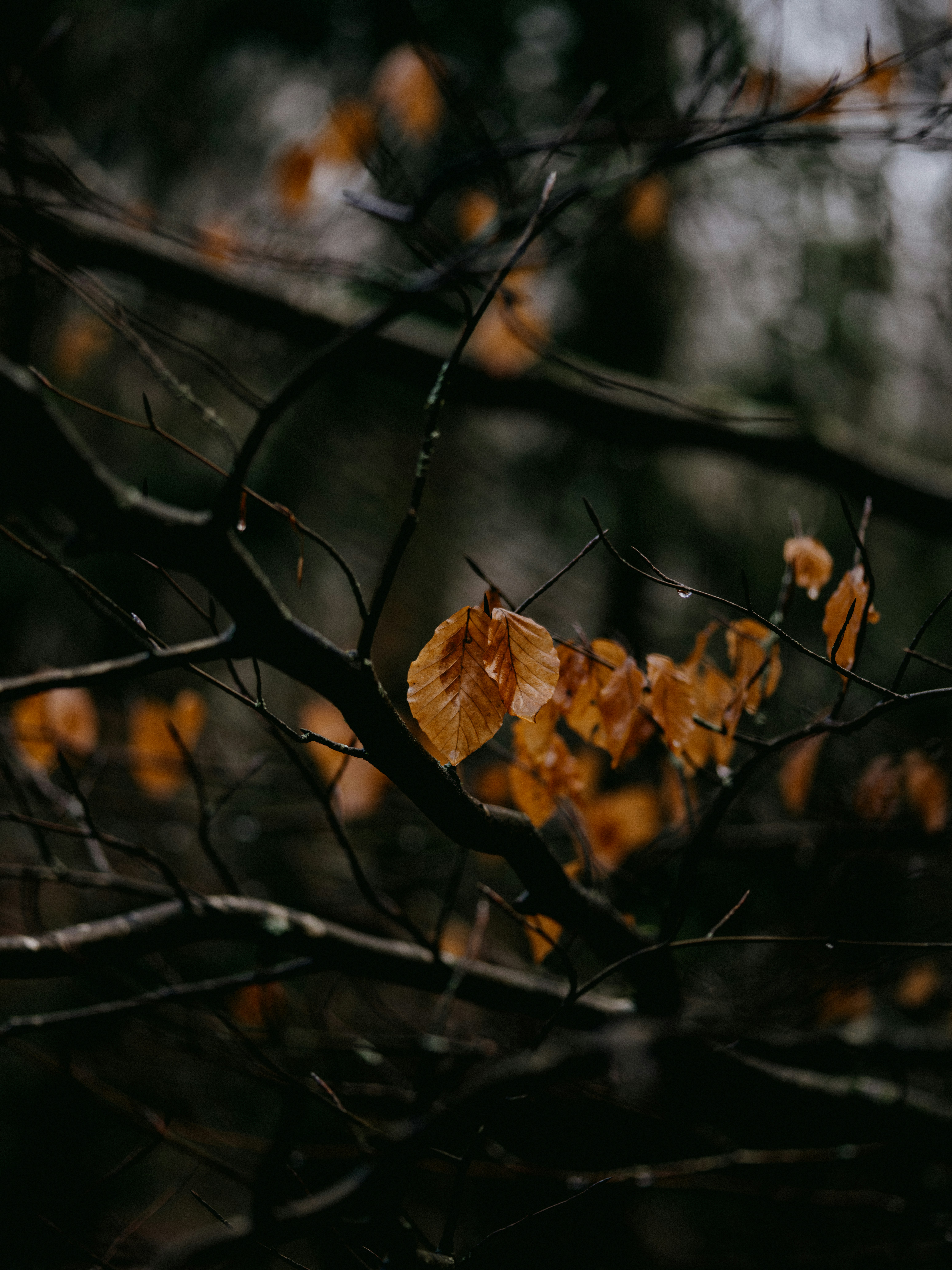 Golden leaves clinging to dark branches in a moody forest setting, capturing the essence of autumn's transition.