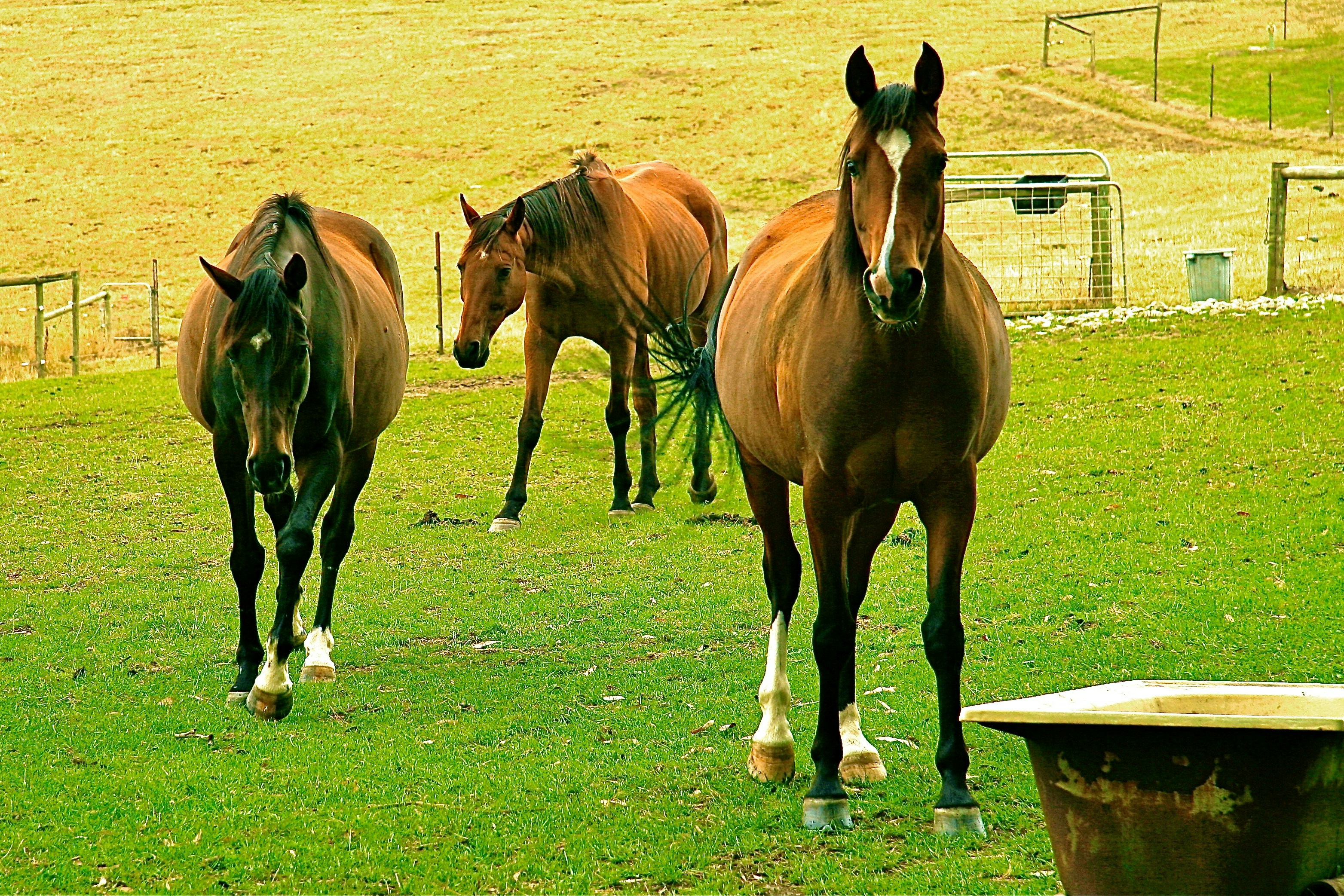 Sunlit Trio of Bay Horses Approaching in a Green Pasture