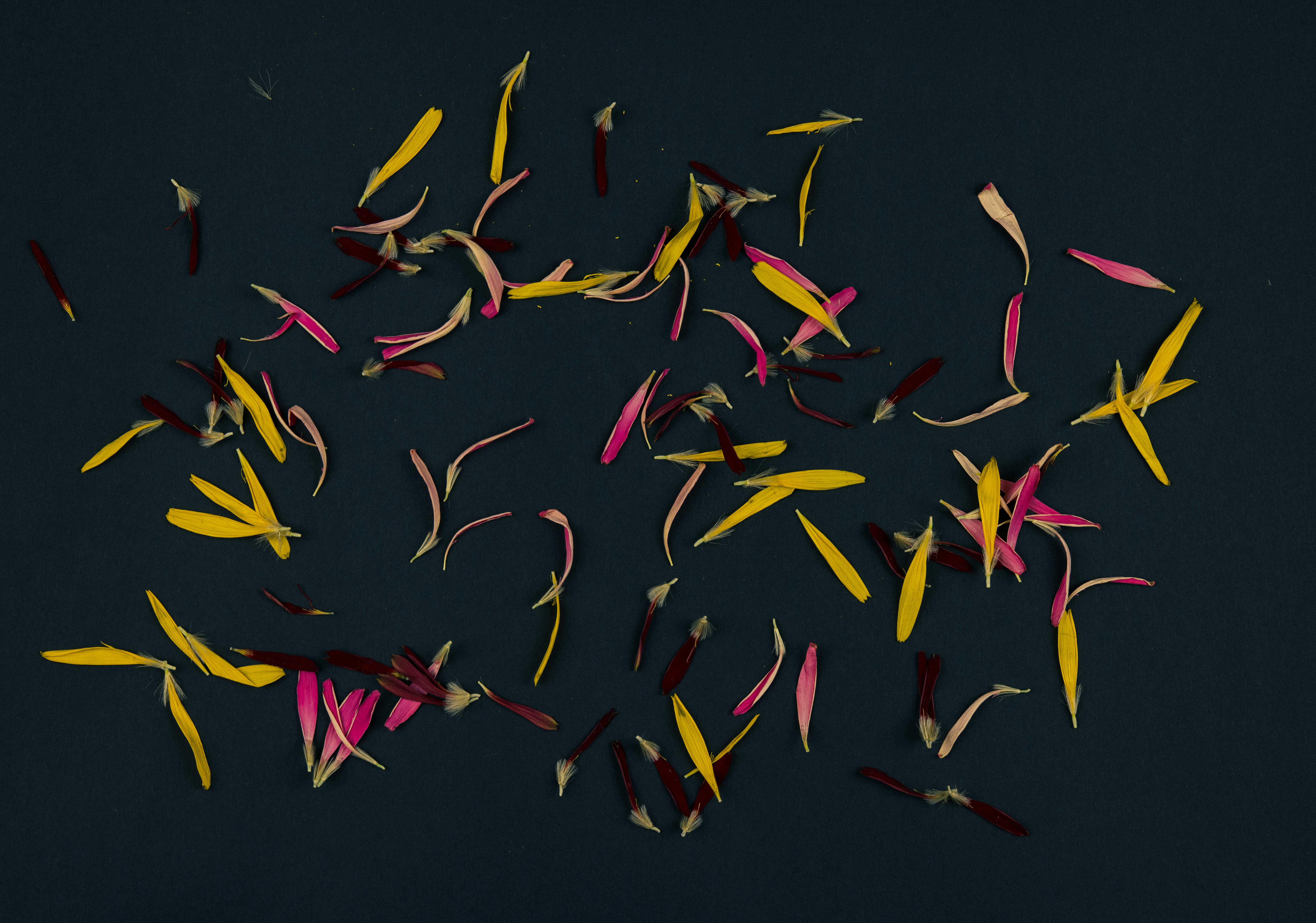 leaves on black background
