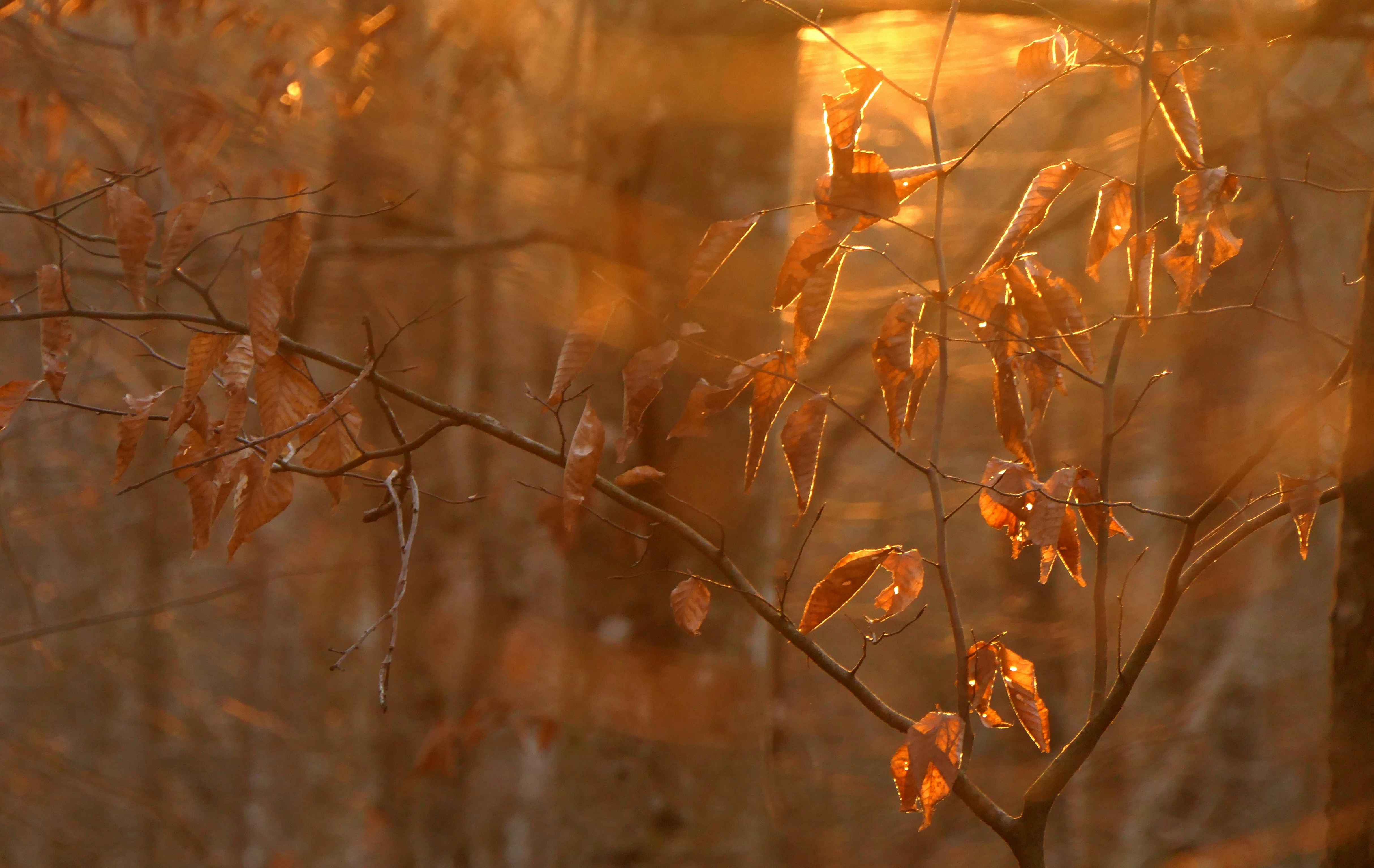 Golden autumn leaves in sunset