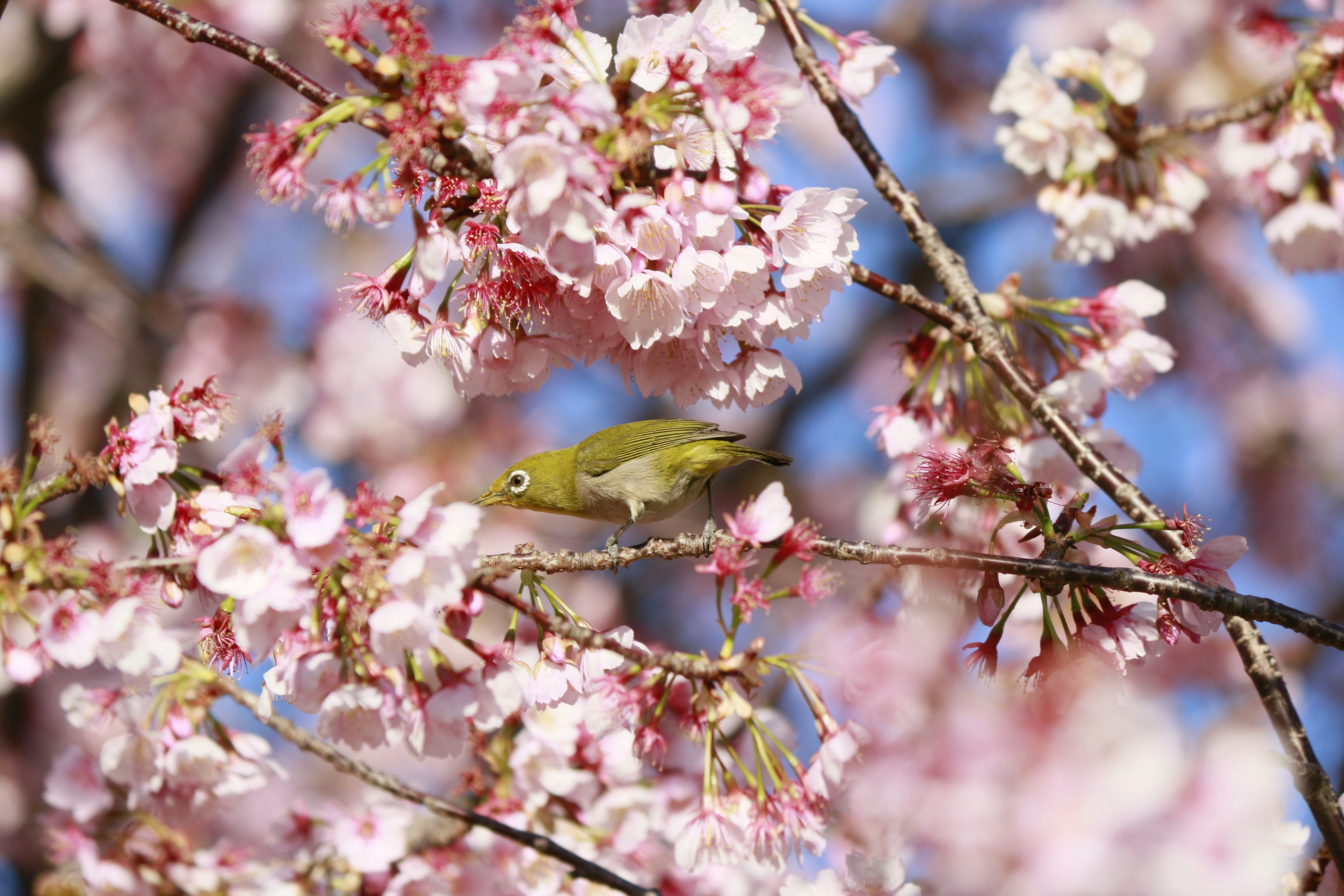 A small green bird perched amidst delicate cherry blossoms, showcasing the harmony of nature in springtime.