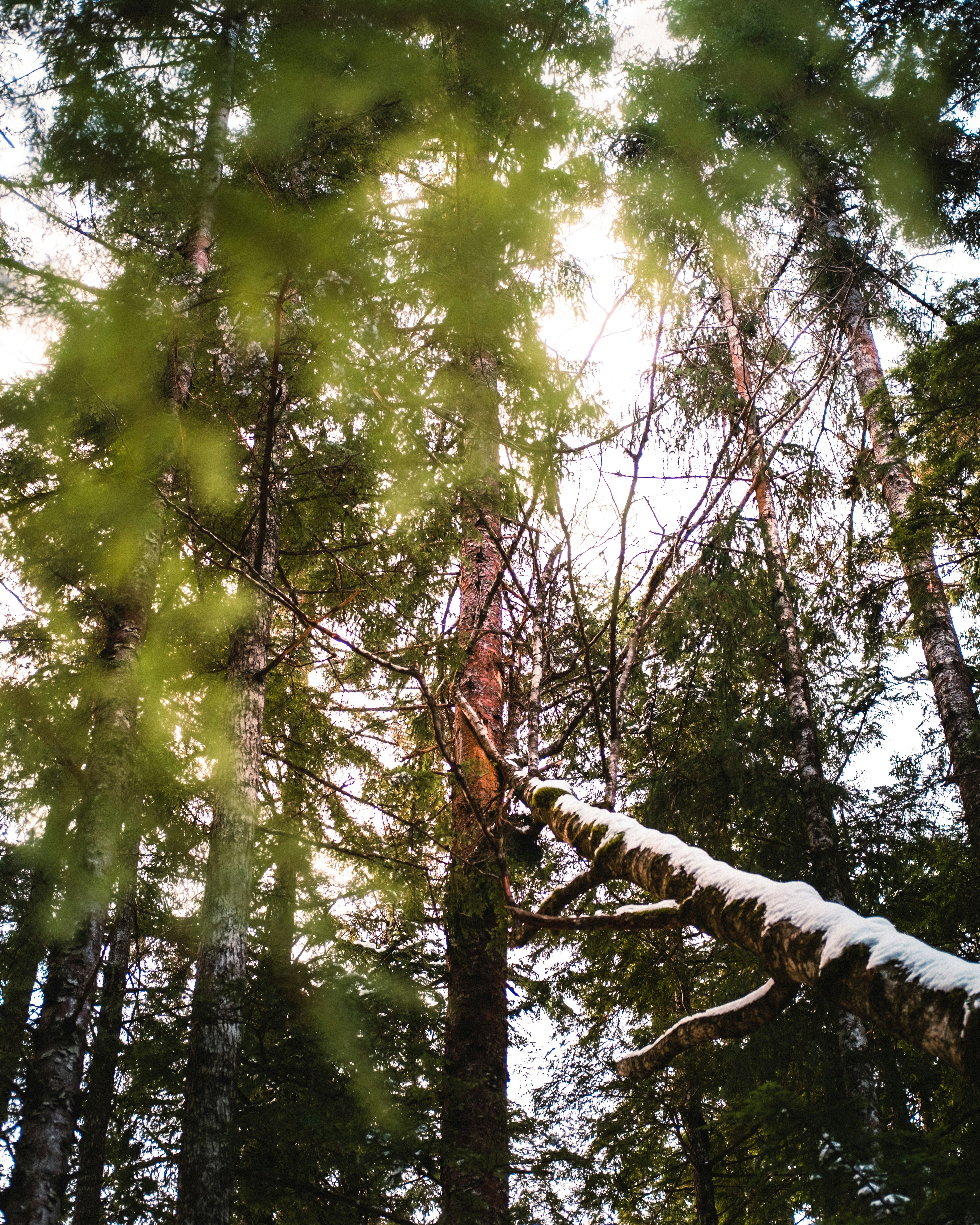 Sunlit Cedar Canopy: A Tilted View Through Snow-Kissed Branches