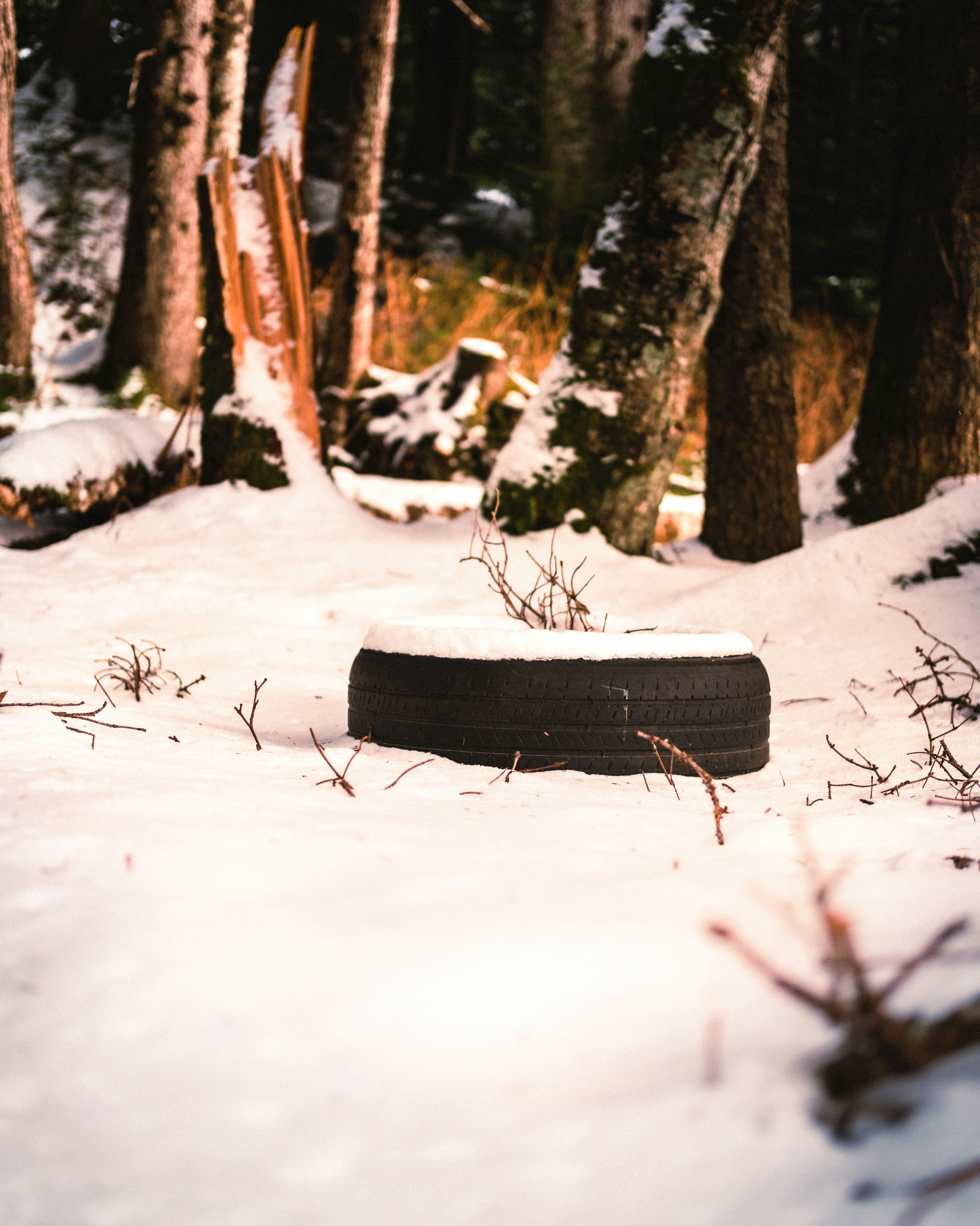 Snowbound Tire in the Pines