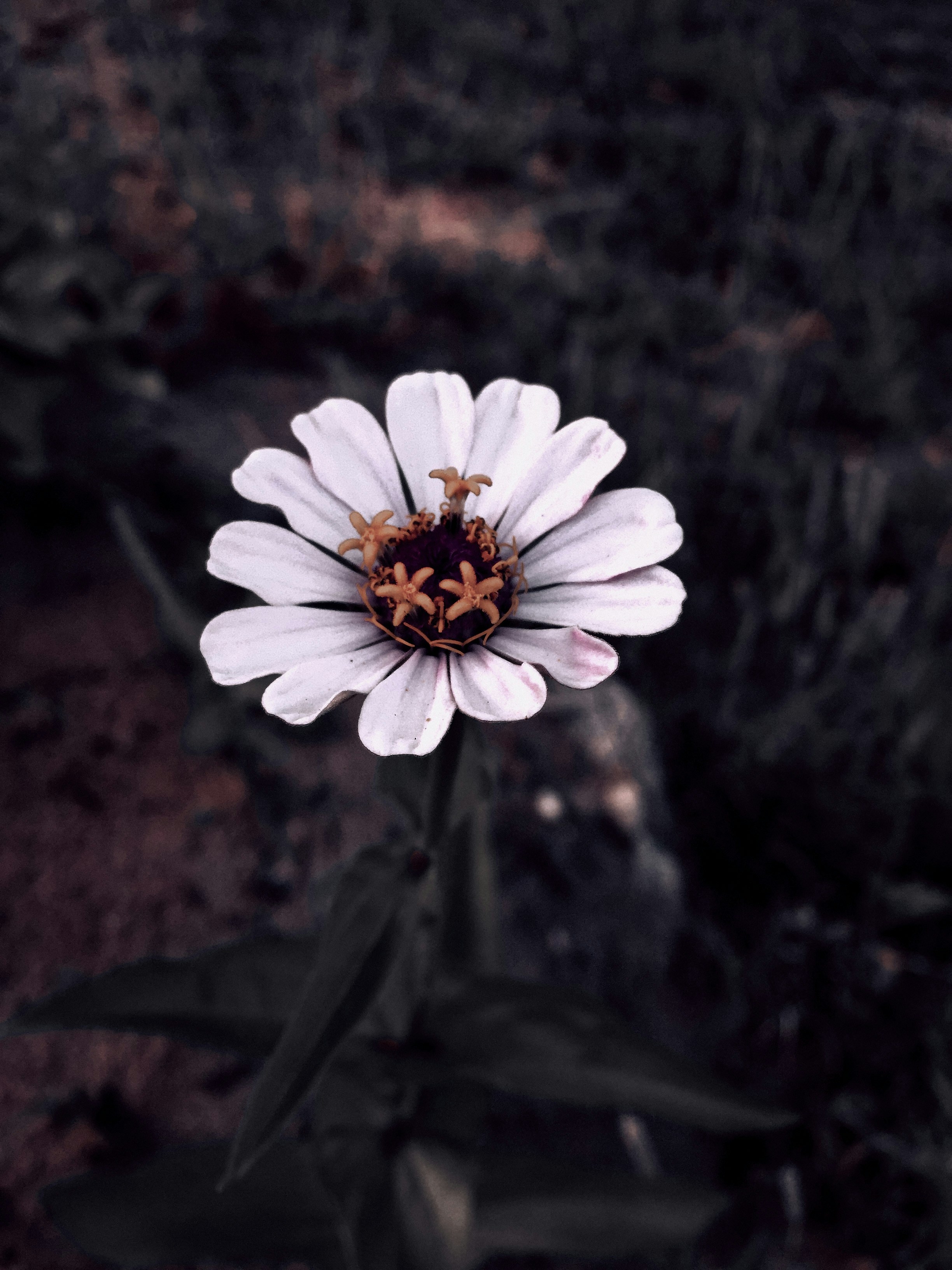 Single white flower with delicate petals and a vibrant center stands tall against a muted background.