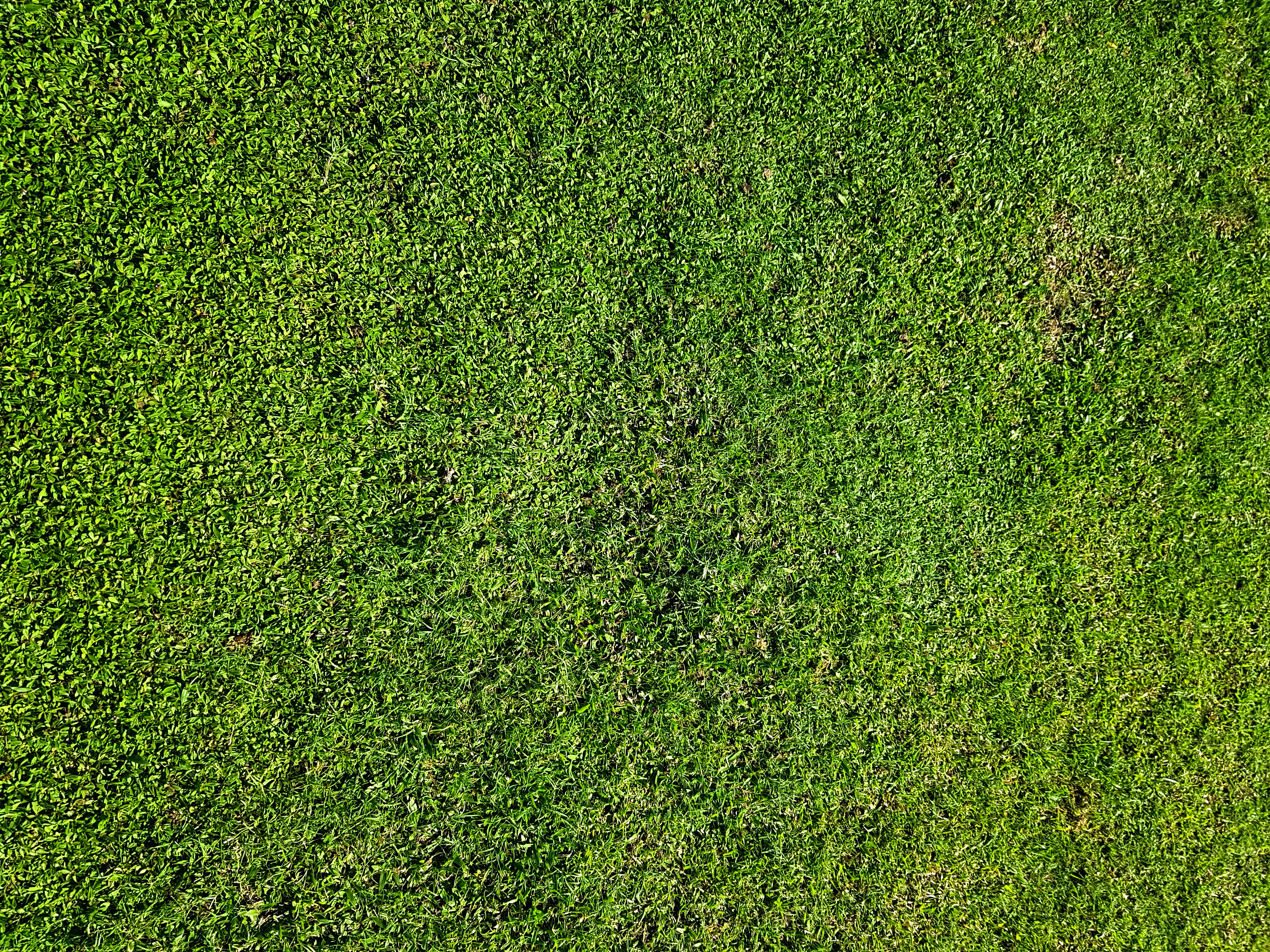 Lush green grass covering the ground, showcasing a rich texture and vibrant hue.