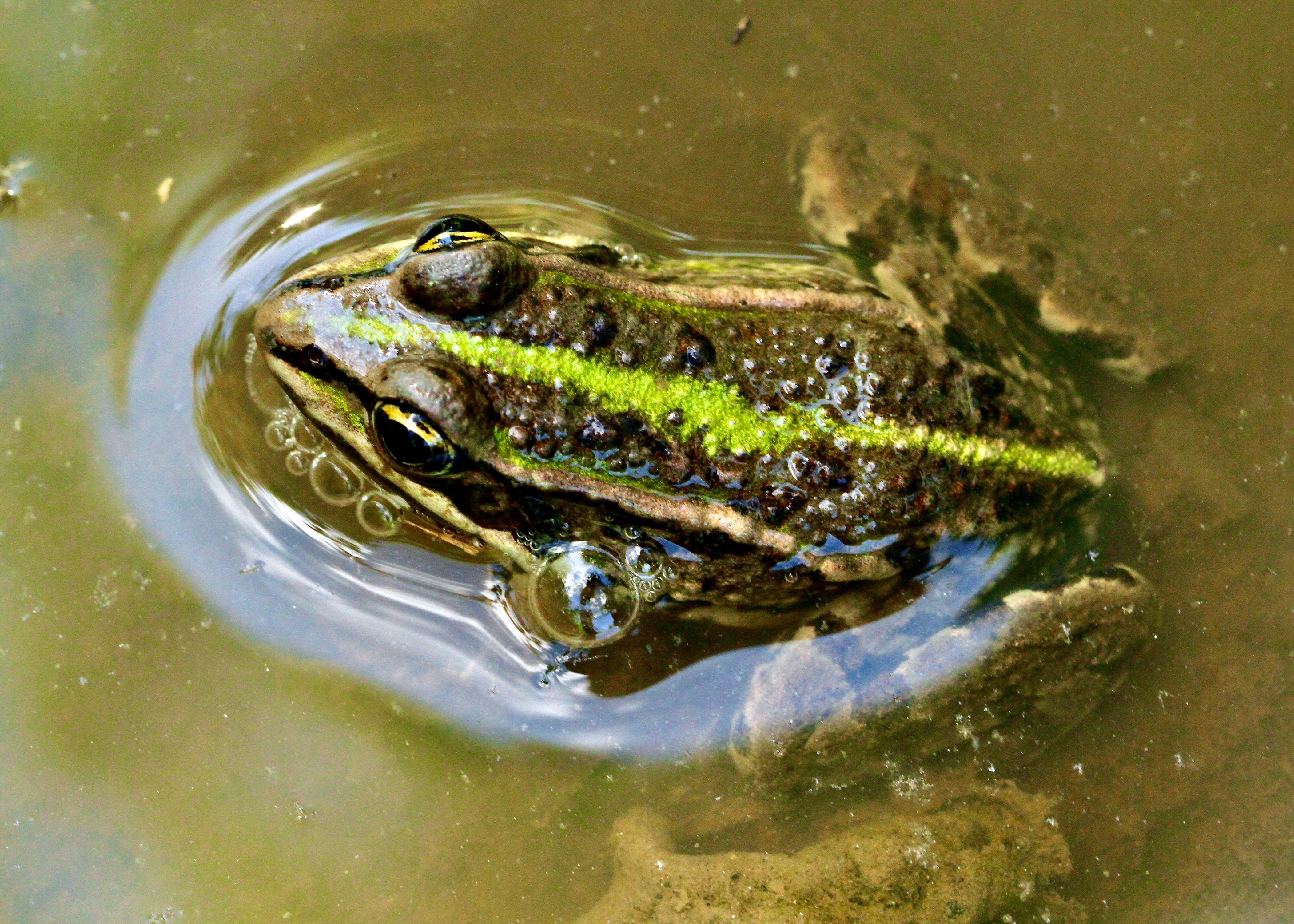 A green-striped frog rests just below the surface of a calm pond, surrounded by gentle ripples. The scene captures the essence of nature's quiet moments.