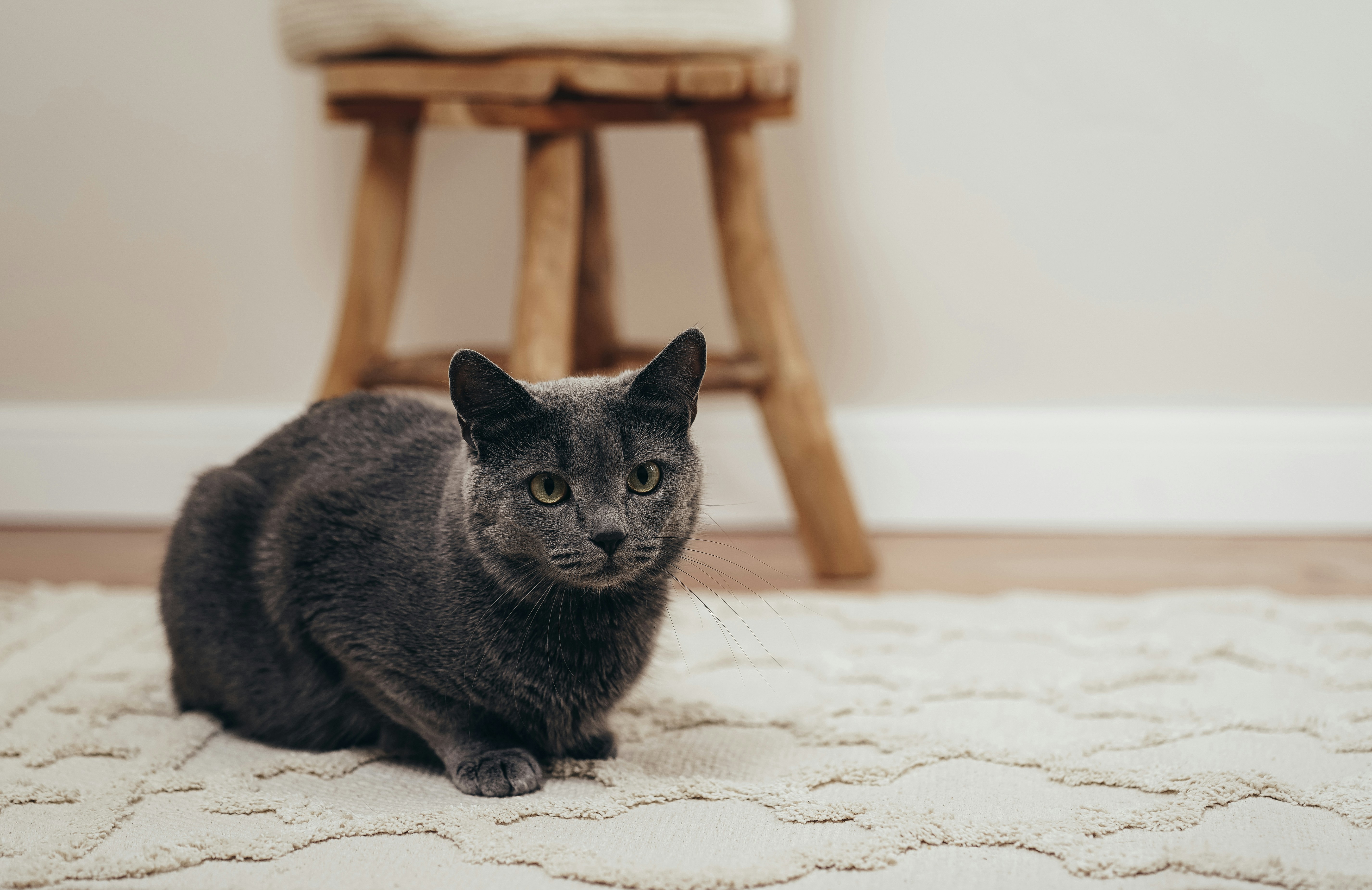 Cozy Gray Cat on a Plush Rug with a Stool Backdrop