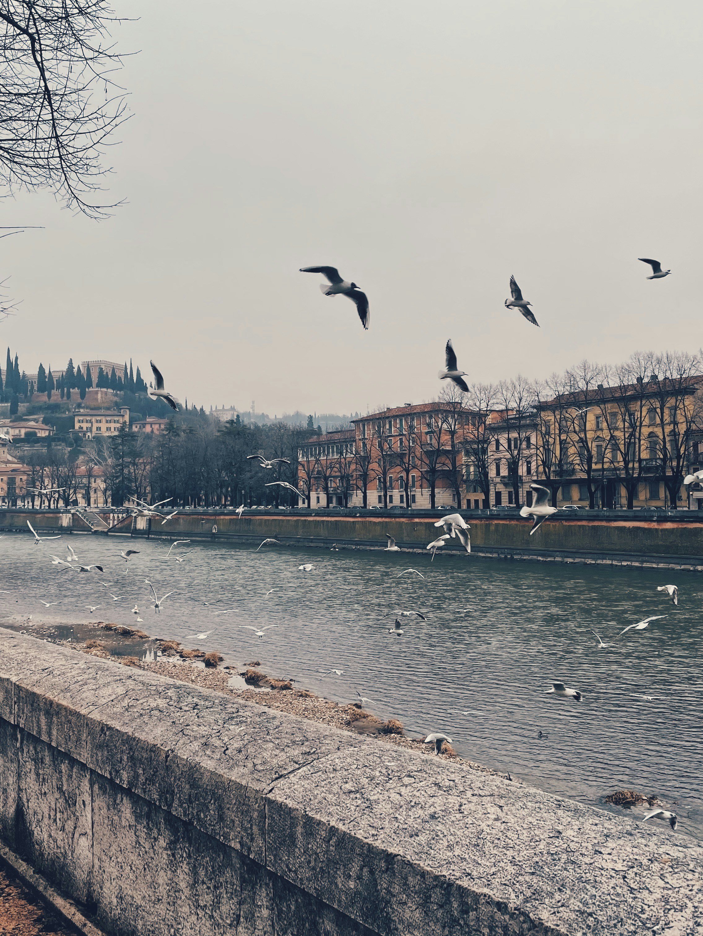 Seagulls soar above a tranquil river, framed by historic buildings and leafless trees along the bank. A serene winter scene unfolds under a muted sky.