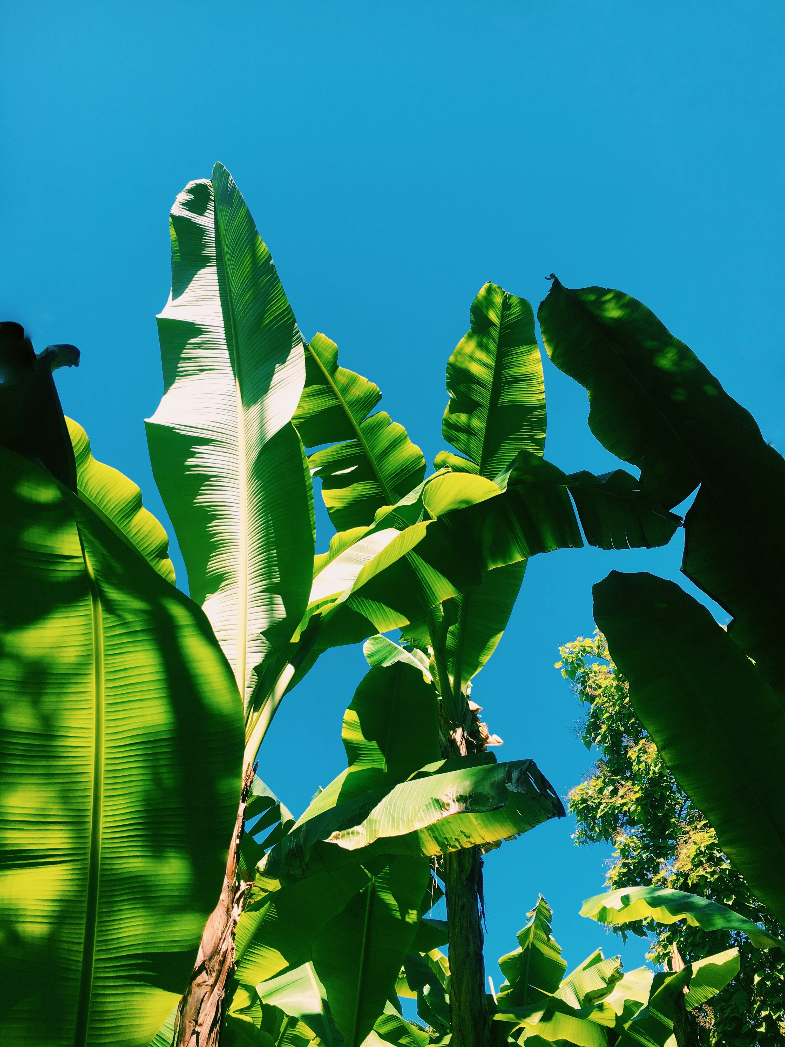 Vibrant banana leaves stretching towards a clear blue sky, showcasing the interplay of sunlight and shadows.