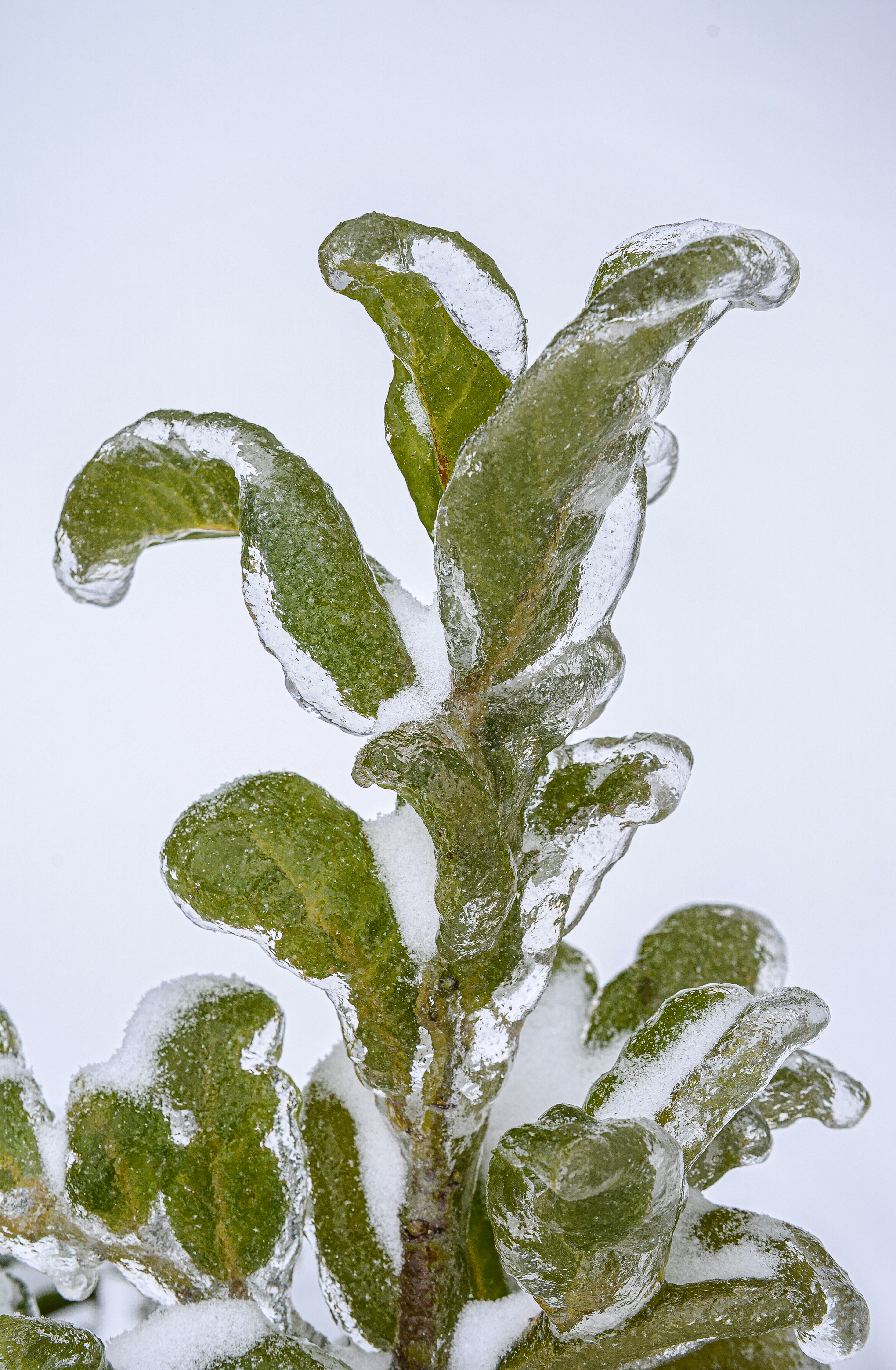 Green leaves encased in ice and snow, showcasing the delicate interplay of winter and plant life.