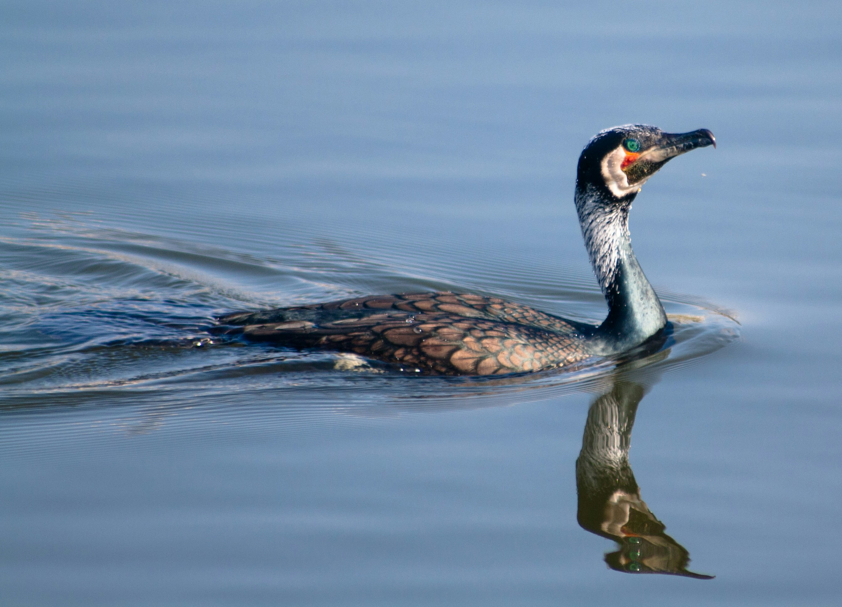 A cormorant swims gracefully across the calm water, its reflection mirrored in the serene surface.