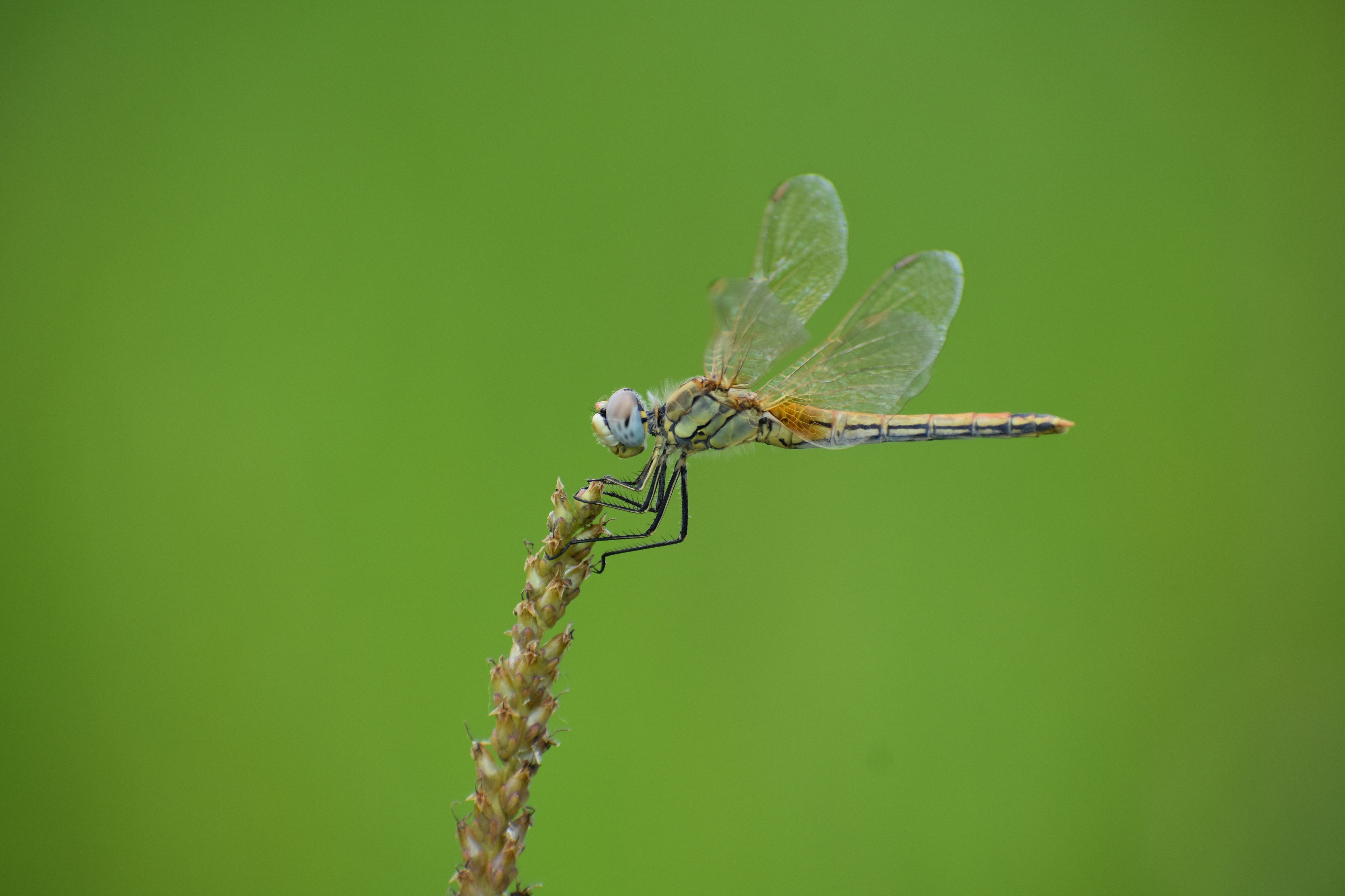 Dragonfly perched on a slender plant stem against a blurred green background.