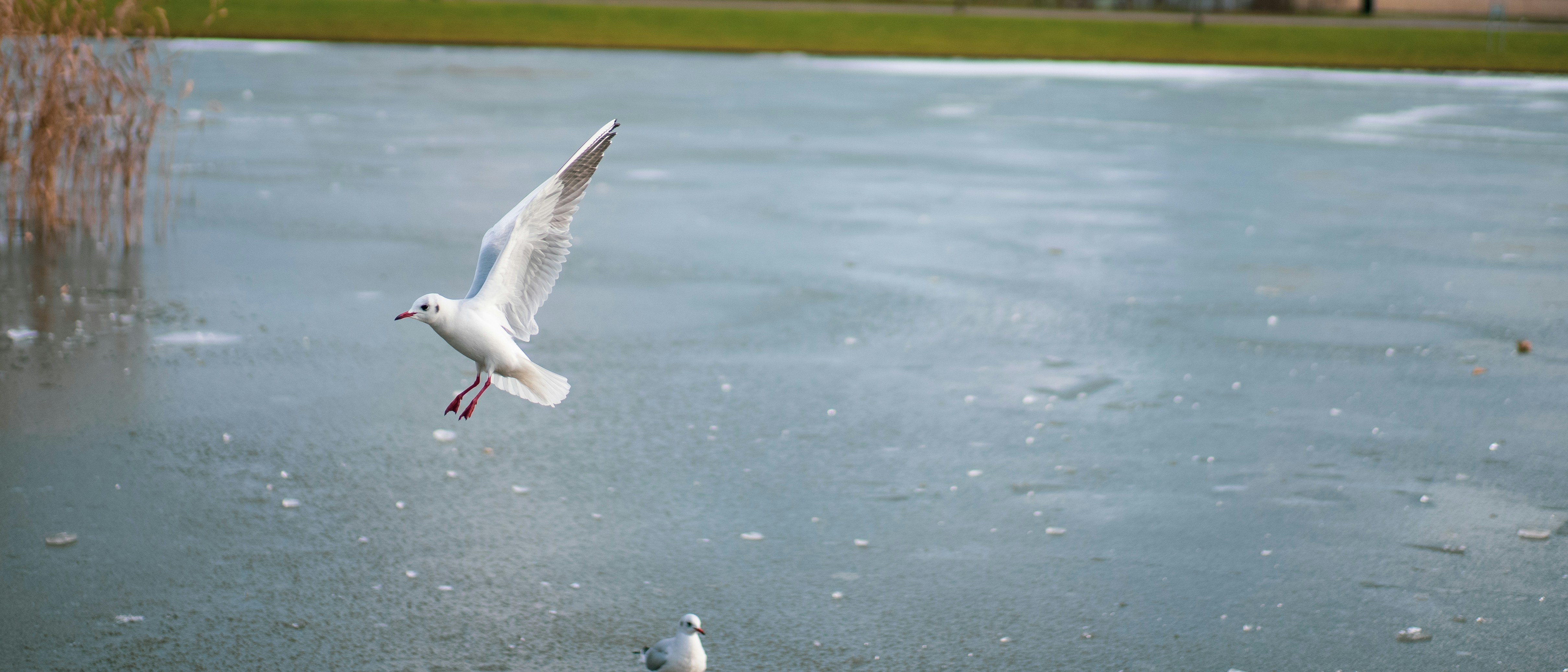 Wingbeat over a Glassy Winter Lake
