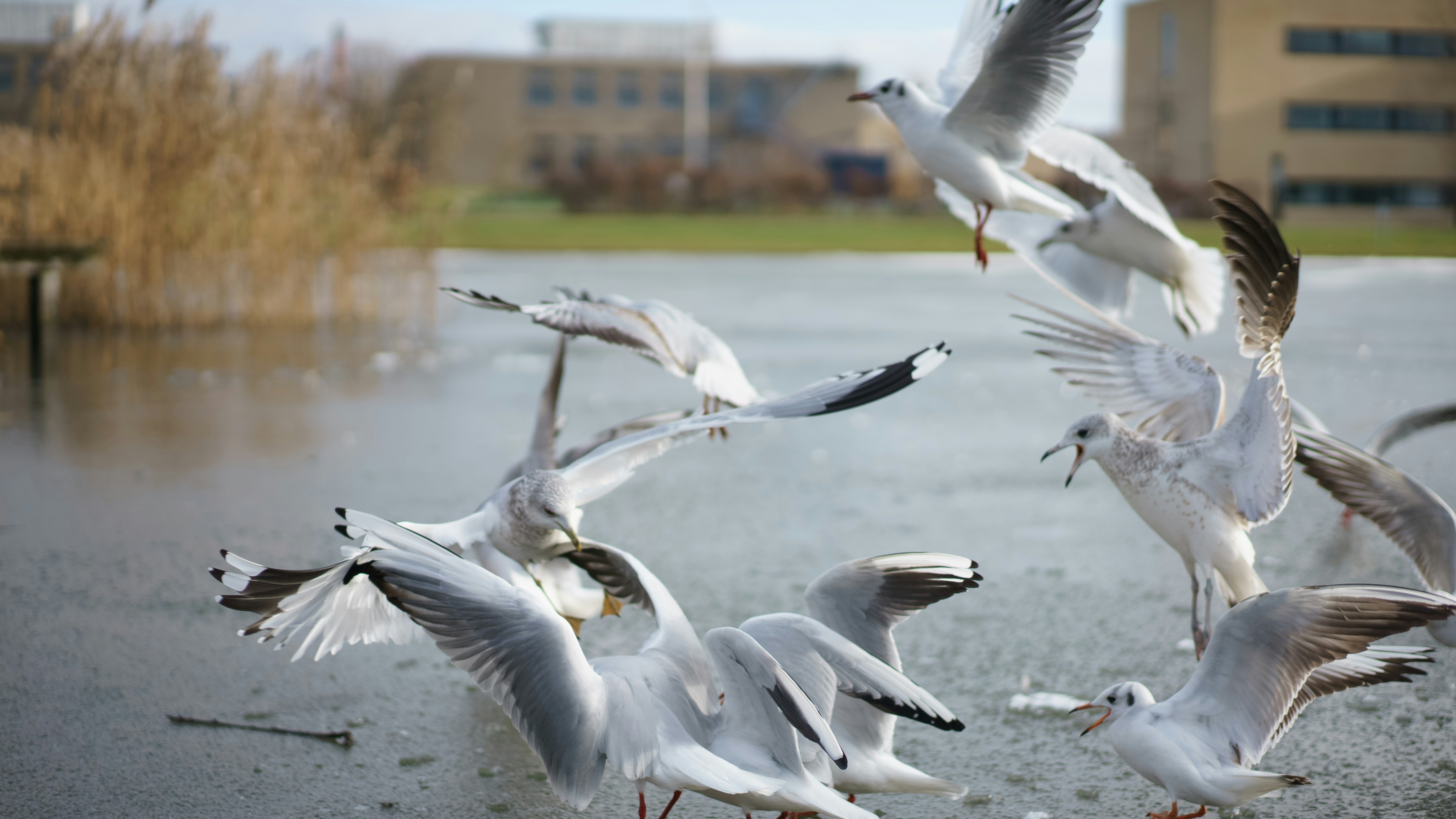 Wingbeat Ballet Over the Lake: Seagulls Lift Off Around a Campus Pond