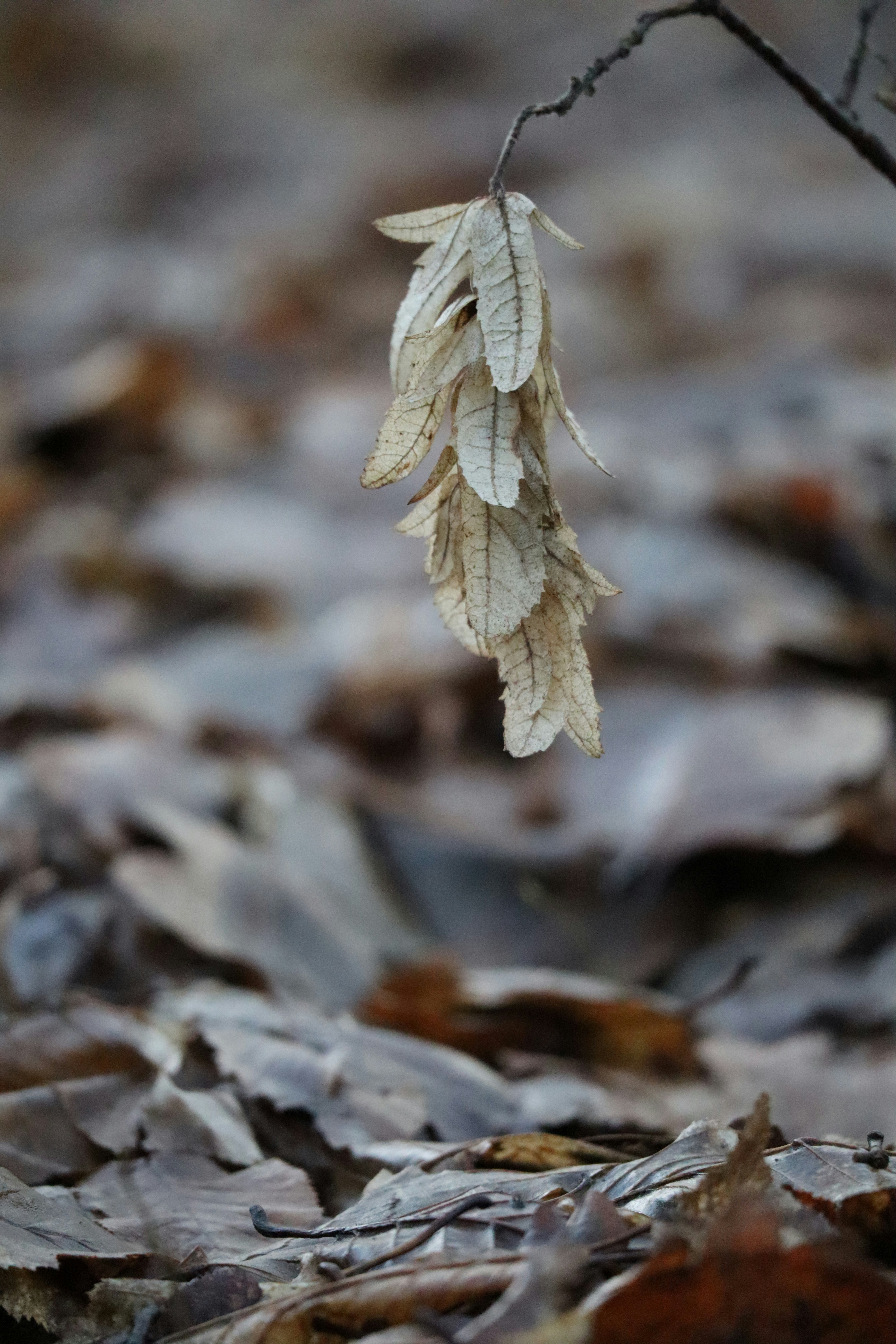 Pendant of Frosted Leaves Suspended Over a Forest Floor