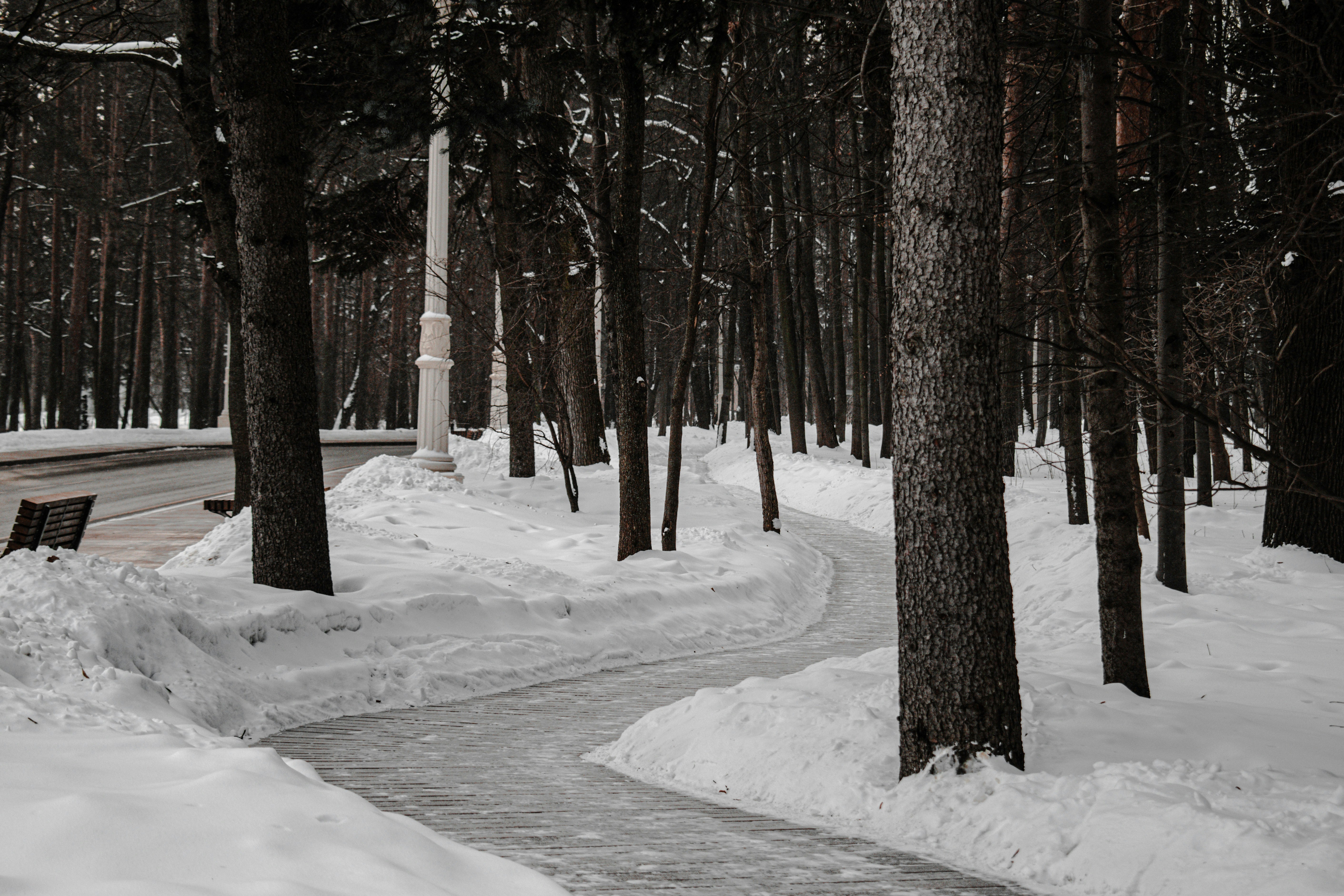 Curved pathway winding through snow-covered trees, leading towards a distant streetlamp. The tranquil winter scene invites quiet contemplation.
