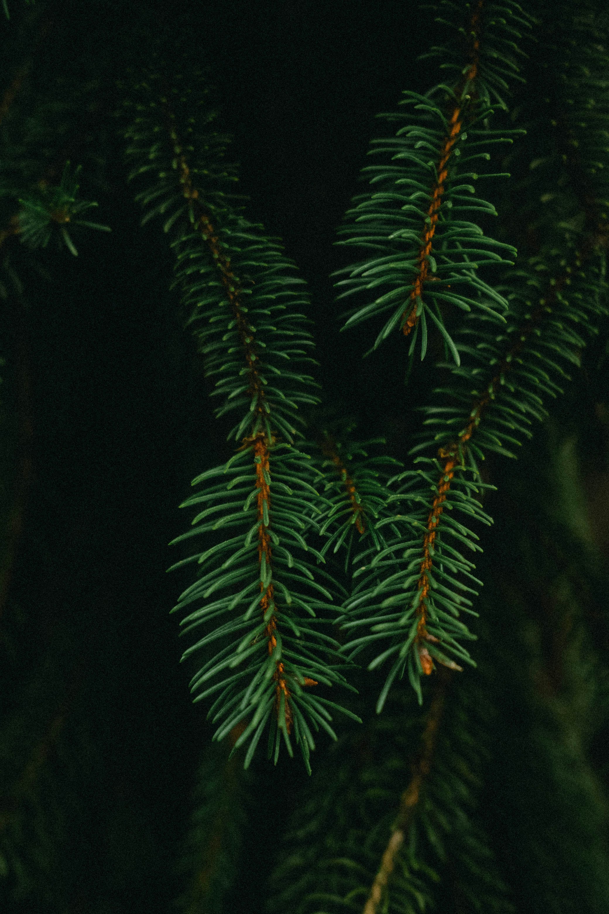 Close-up of vibrant green pine needles against a dark background, showcasing intricate details and textures.