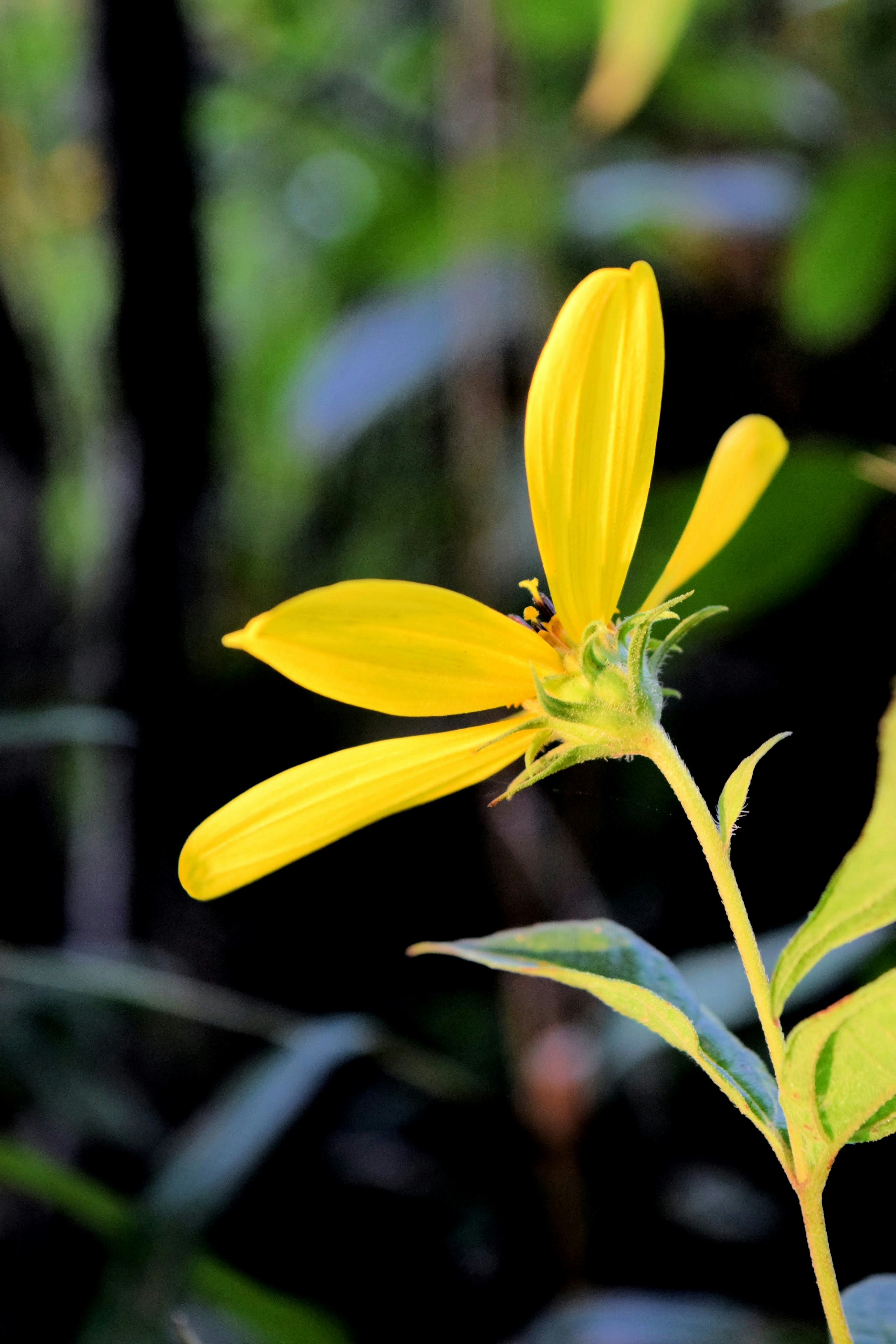 Yellow Plant Pictures | Download Free Images on Unsplash